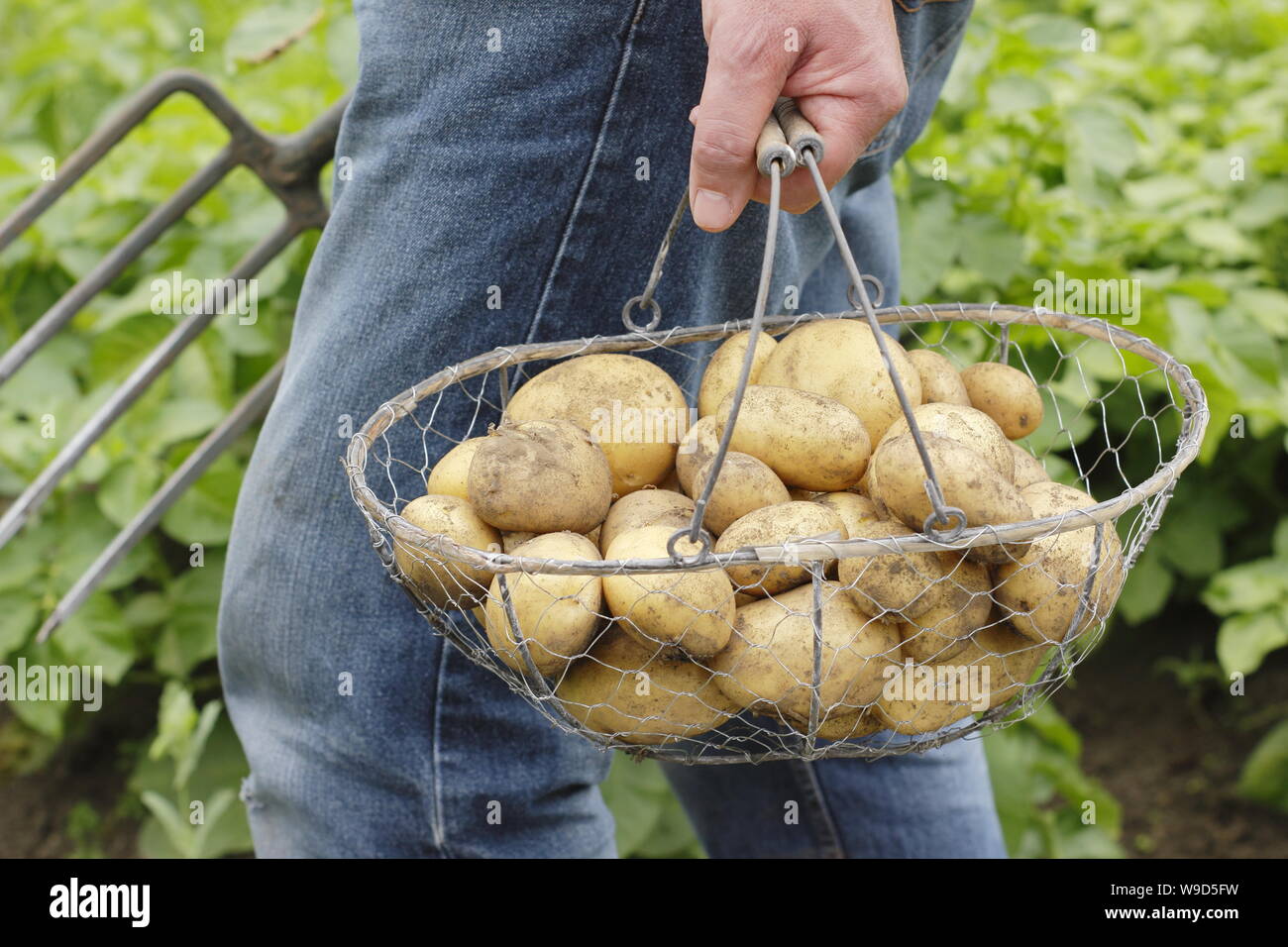 Solanum tuberosum. Freshly dug 'Lady Christl' first early potatoes in ...