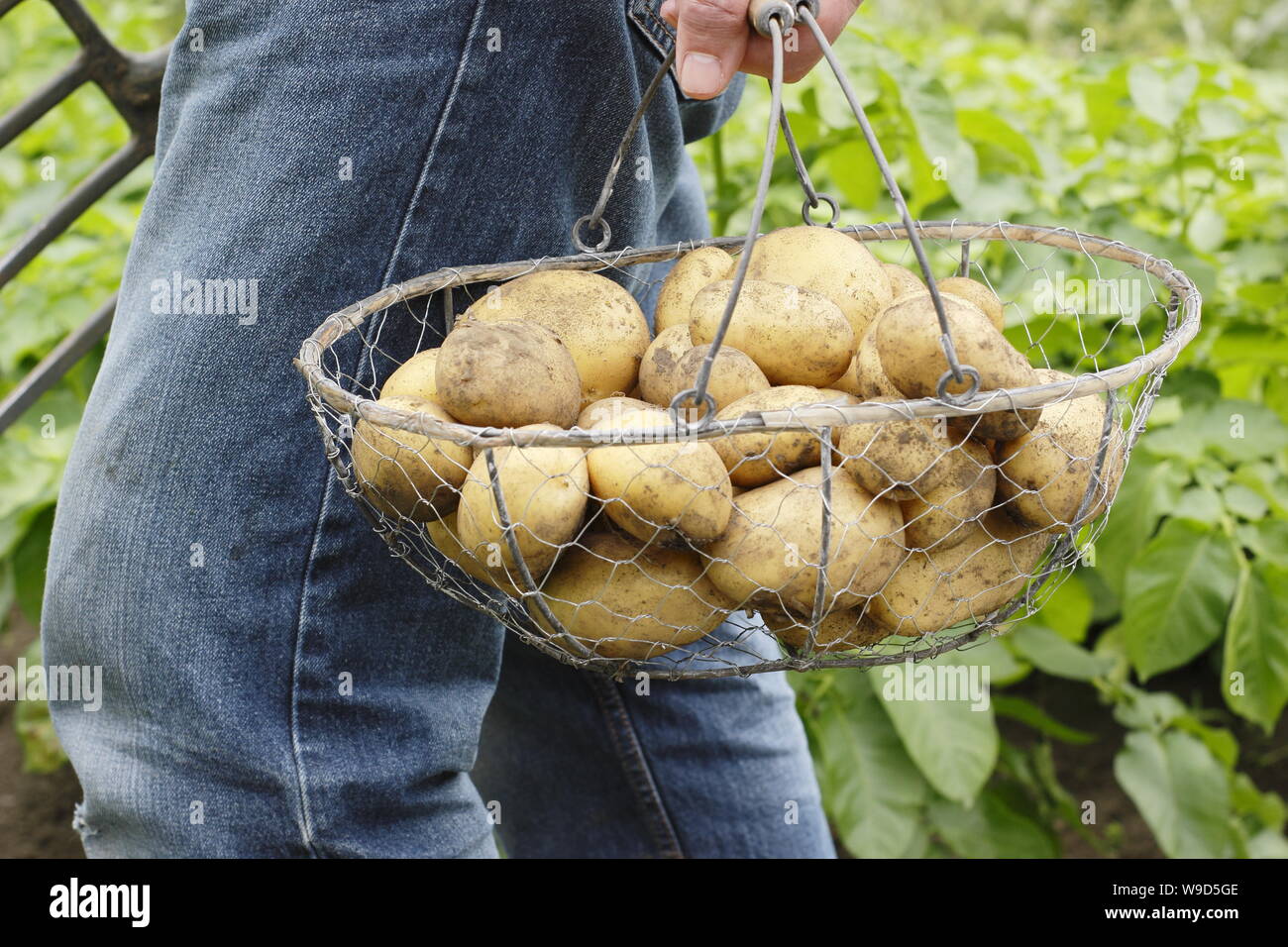 Solanum tuberosum. Freshly dug 'Lady Christl' first early potatoes in ...