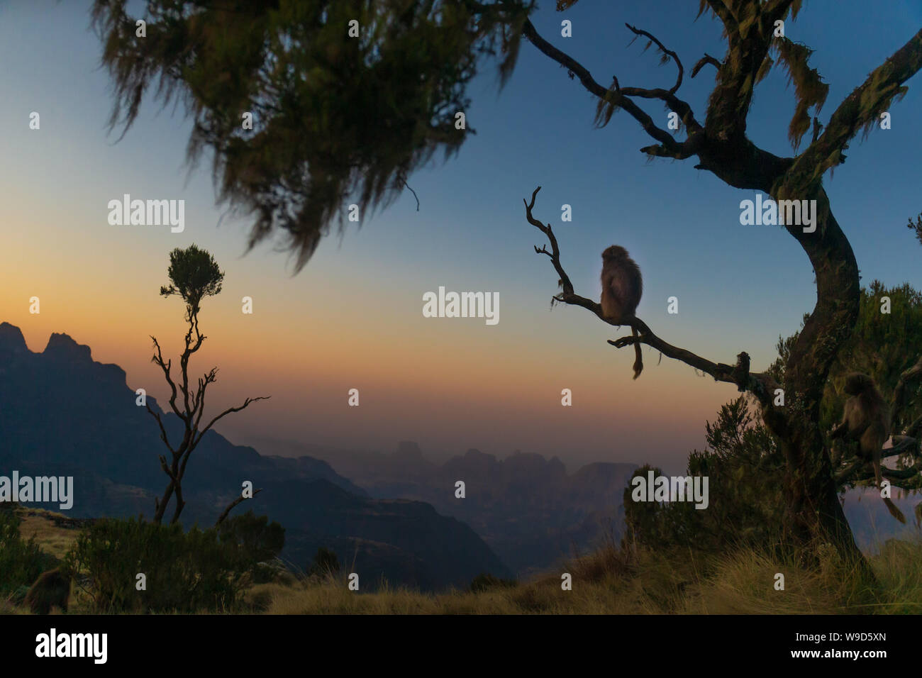 Monkey watching sunset hi-res stock photography and images - Alamy