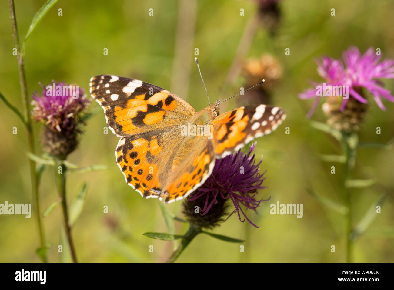 Butterfly Migration High Resolution Stock Photography and Images - Alamy