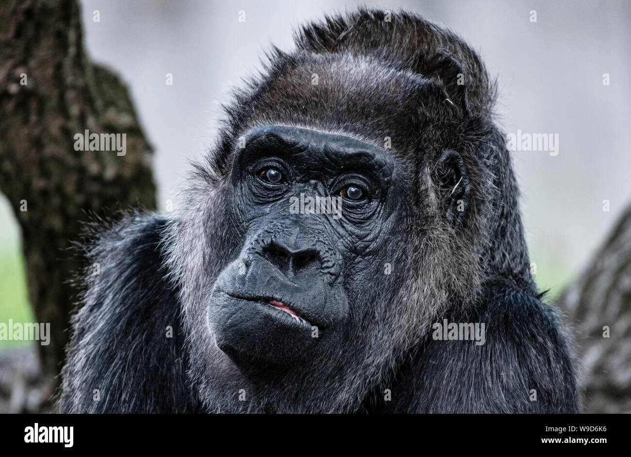Fatou berlin zoo hi-res stock photography and images - Alamy