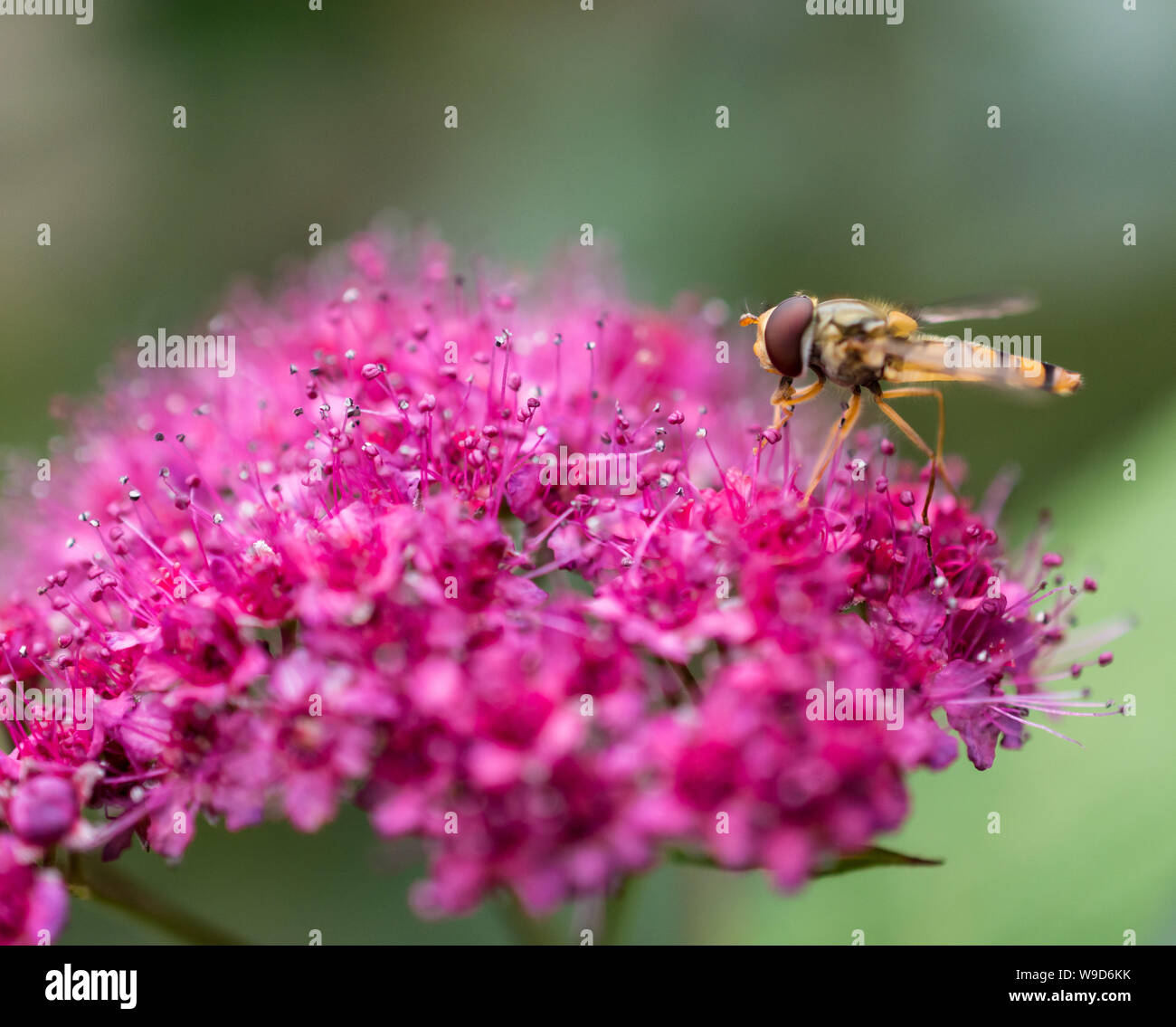 Japanese flies hi-res stock photography and images - Alamy