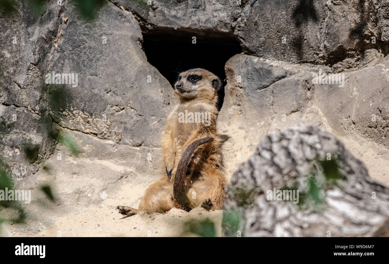 Berlin, Germany. 13th Aug, 2019. A meerkat sits in his enclosure in the ...