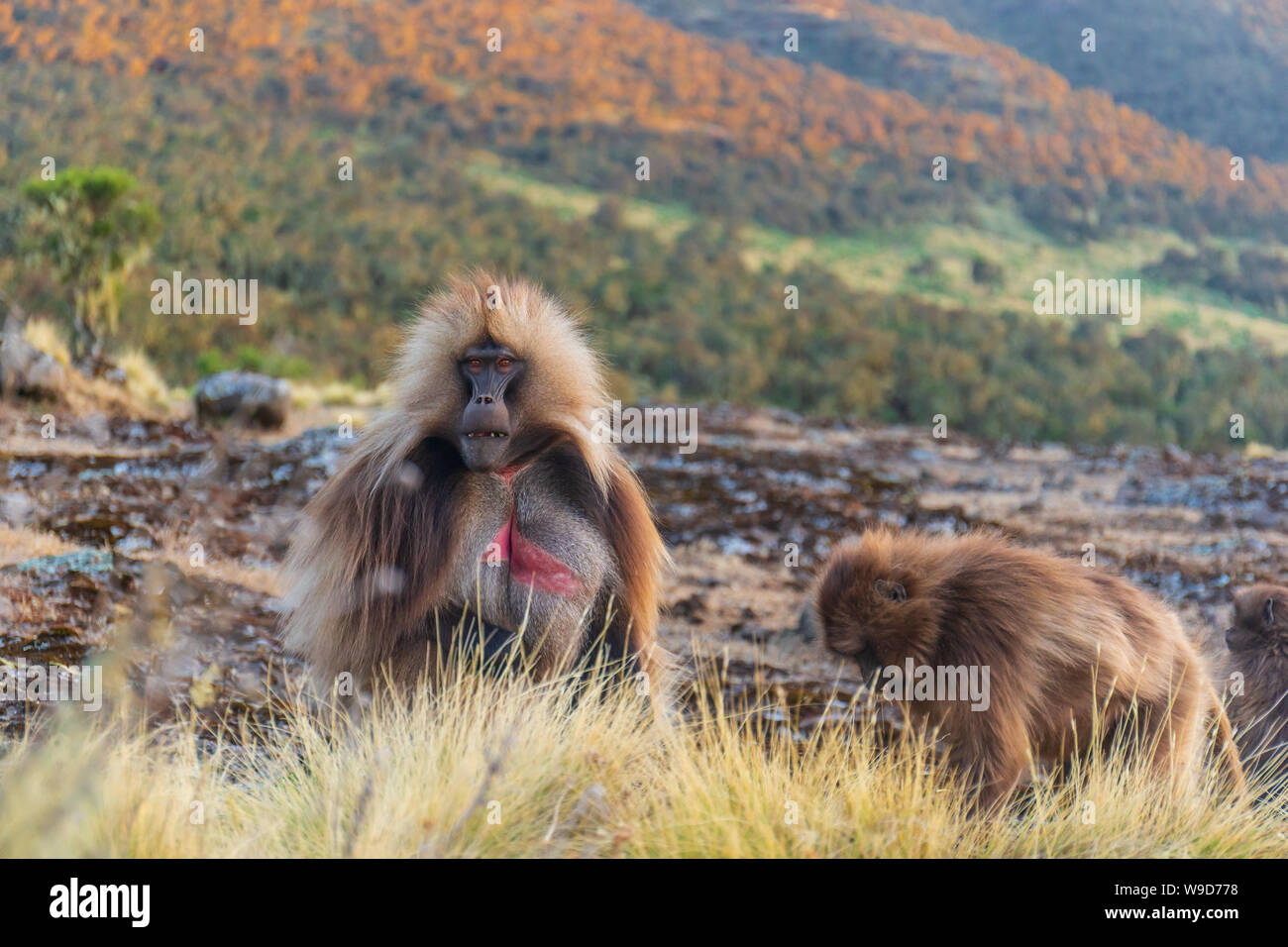 Gelada baboons in national park hi-res stock photography and images - Alamy