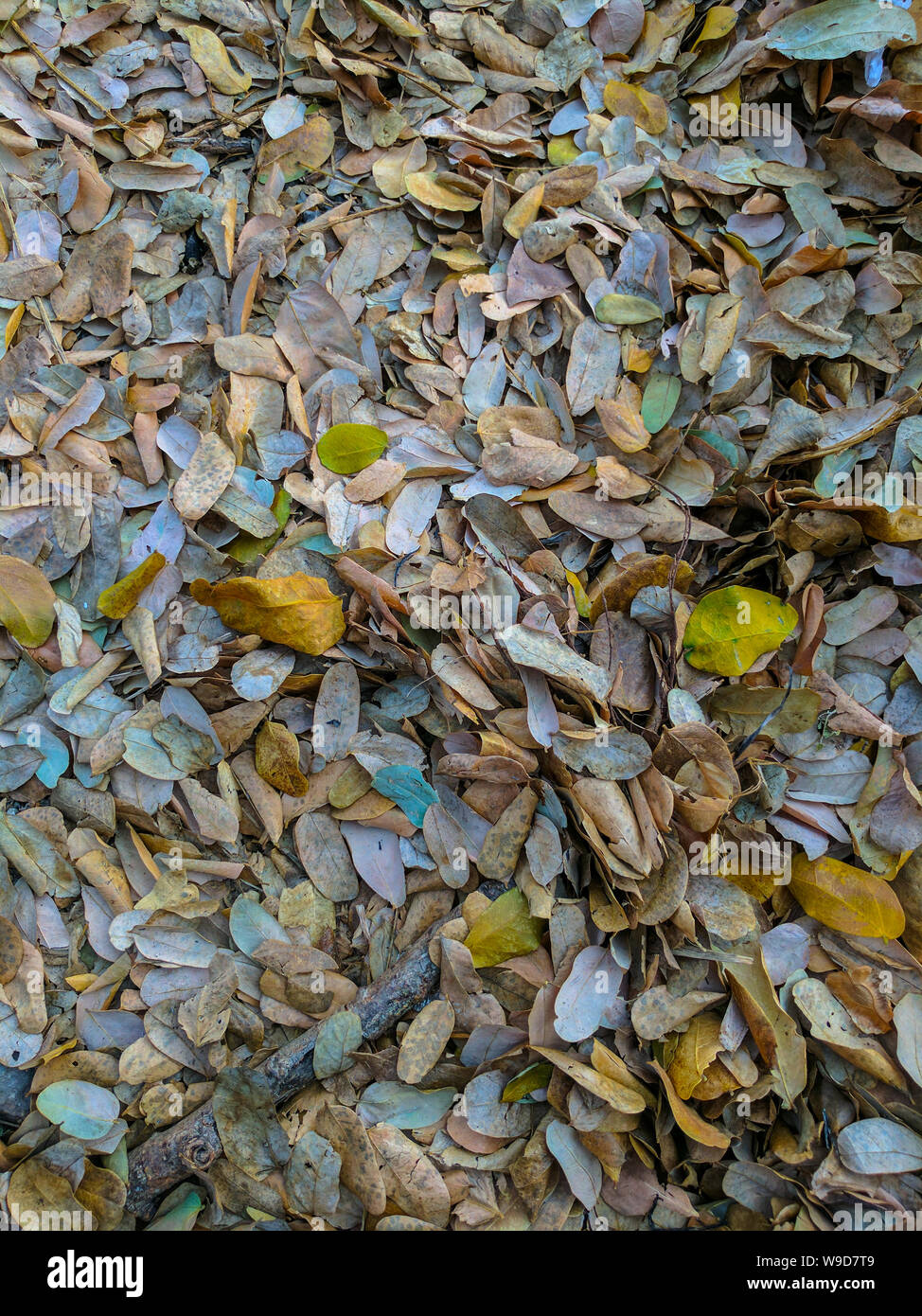 Leaves on floor for background Stock Photo - Alamy