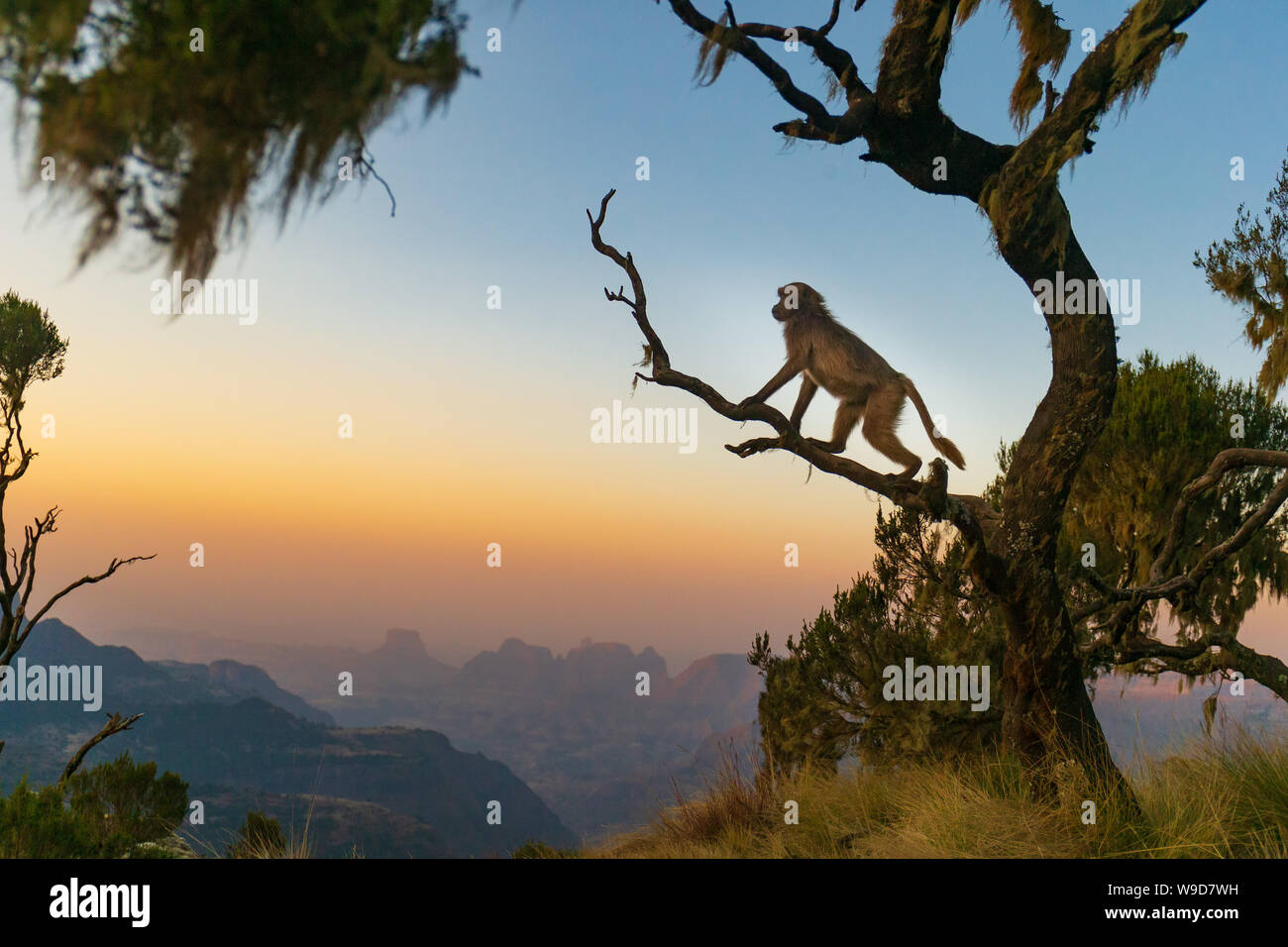 Monkey watching sunset hi-res stock photography and images - Alamy