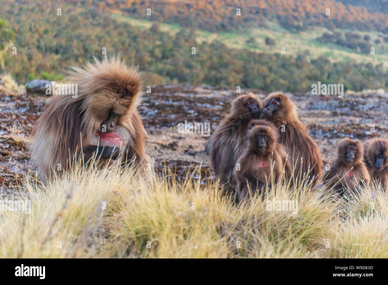 Gelada Baboons in the Simian Mountains Stock Photo - Alamy
