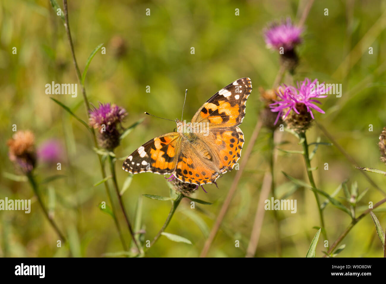 Butterfly migration hi-res stock photography and images - Alamy