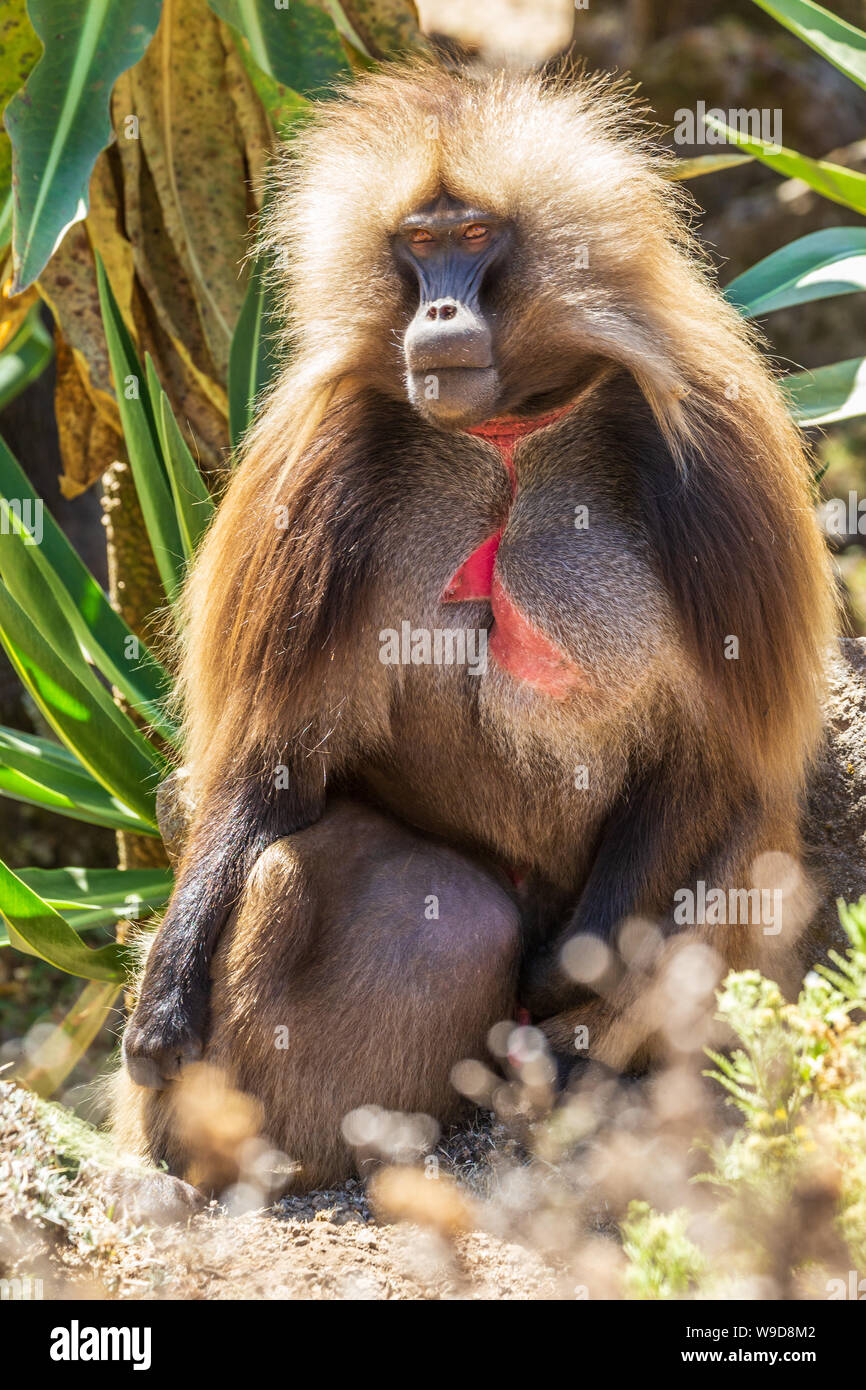 Ethiopian endemic animals hi-res stock photography and images - Alamy