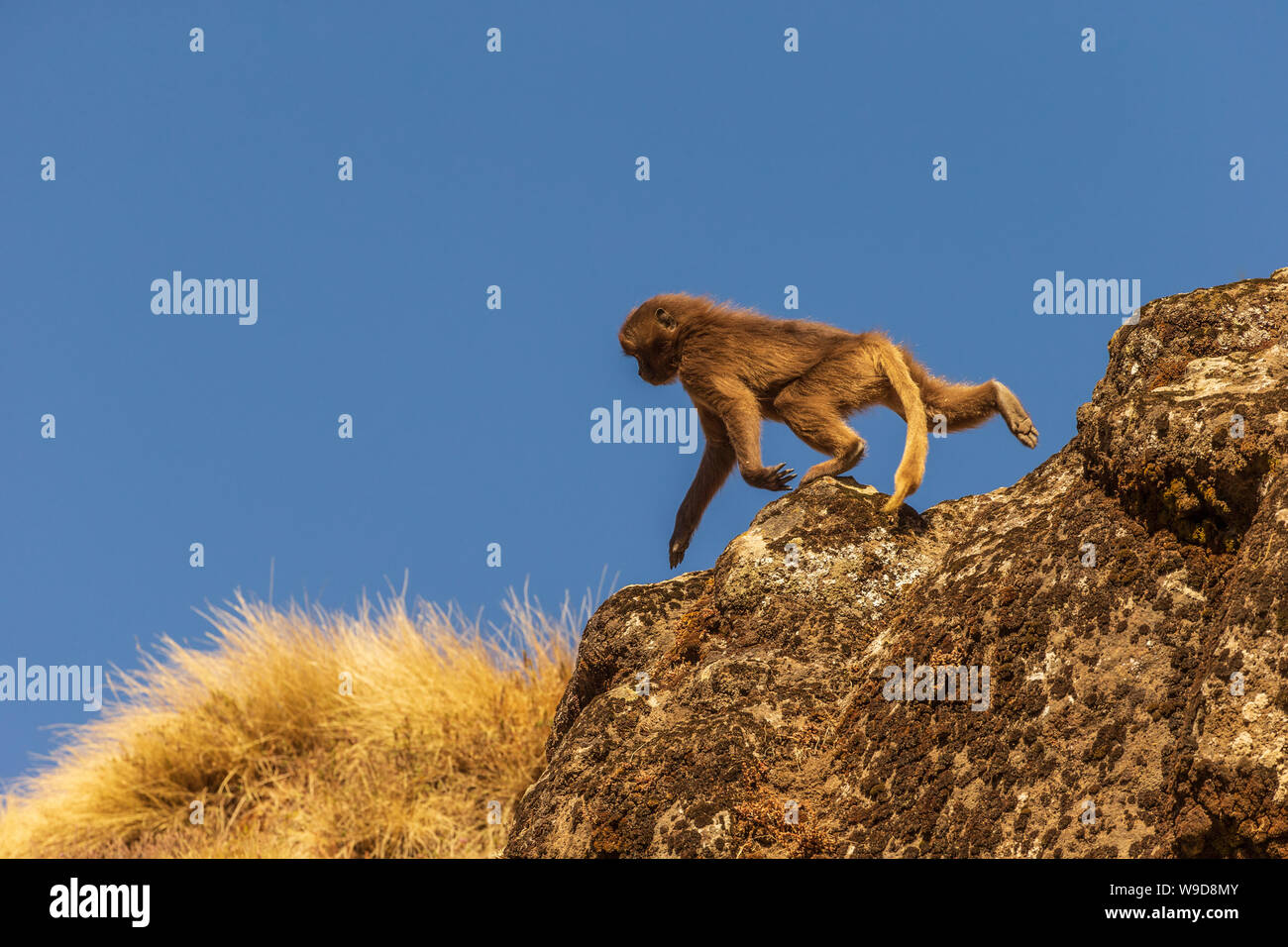 Ethiopia monkey hi-res stock photography and images - Alamy