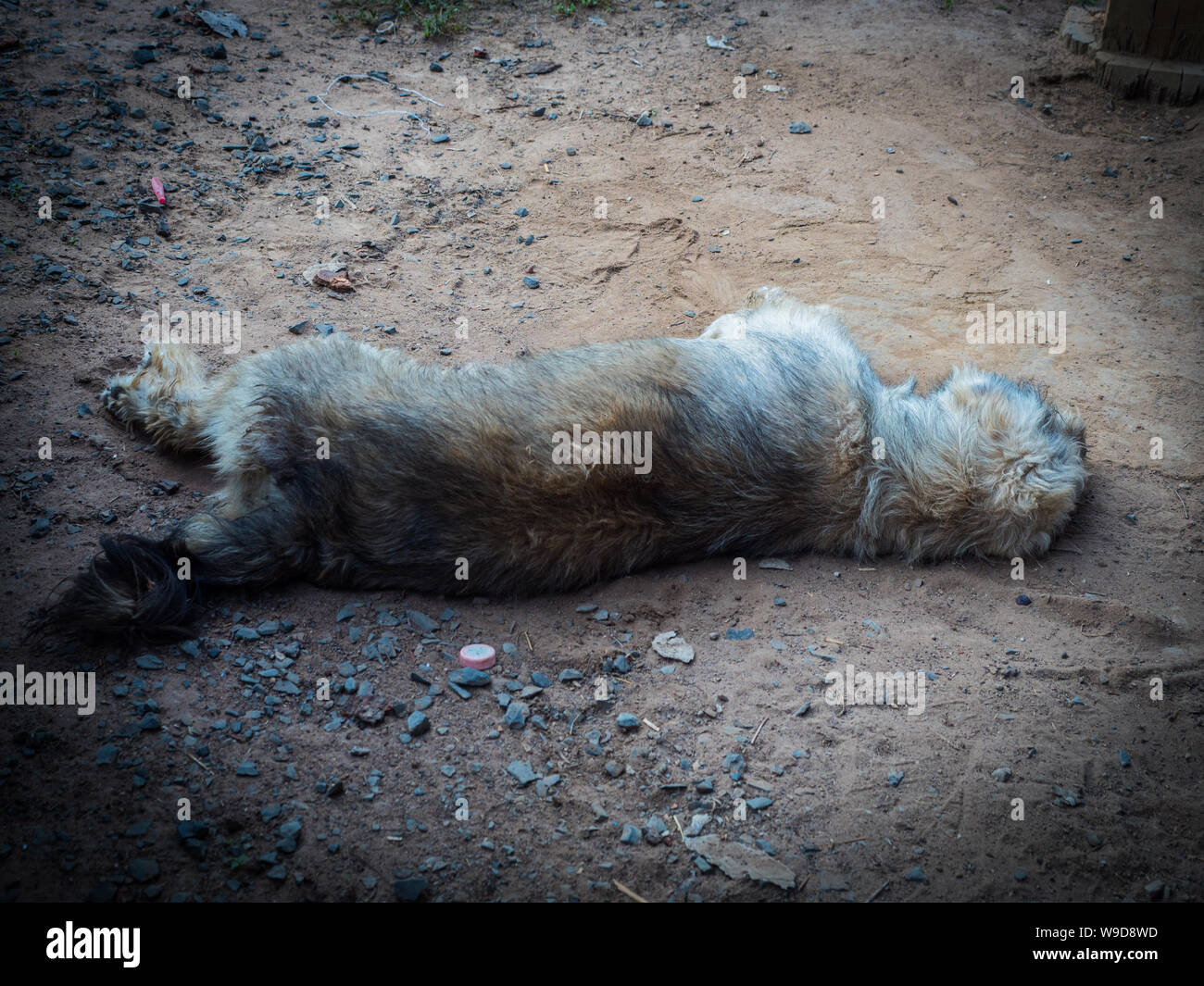 Dog lay down hi-res stock photography and images - Alamy