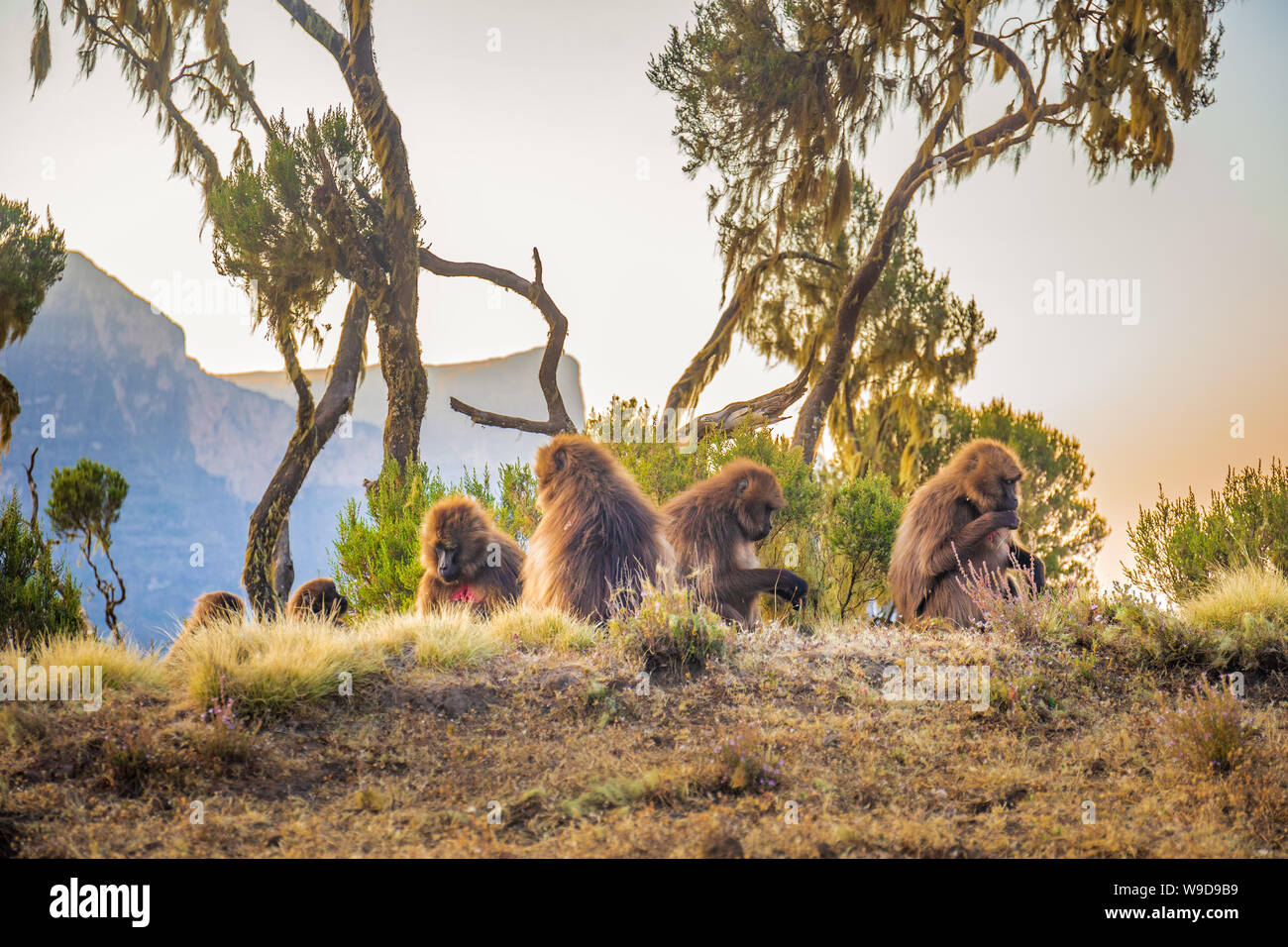 Ethiopian monkeys hi-res stock photography and images - Alamy