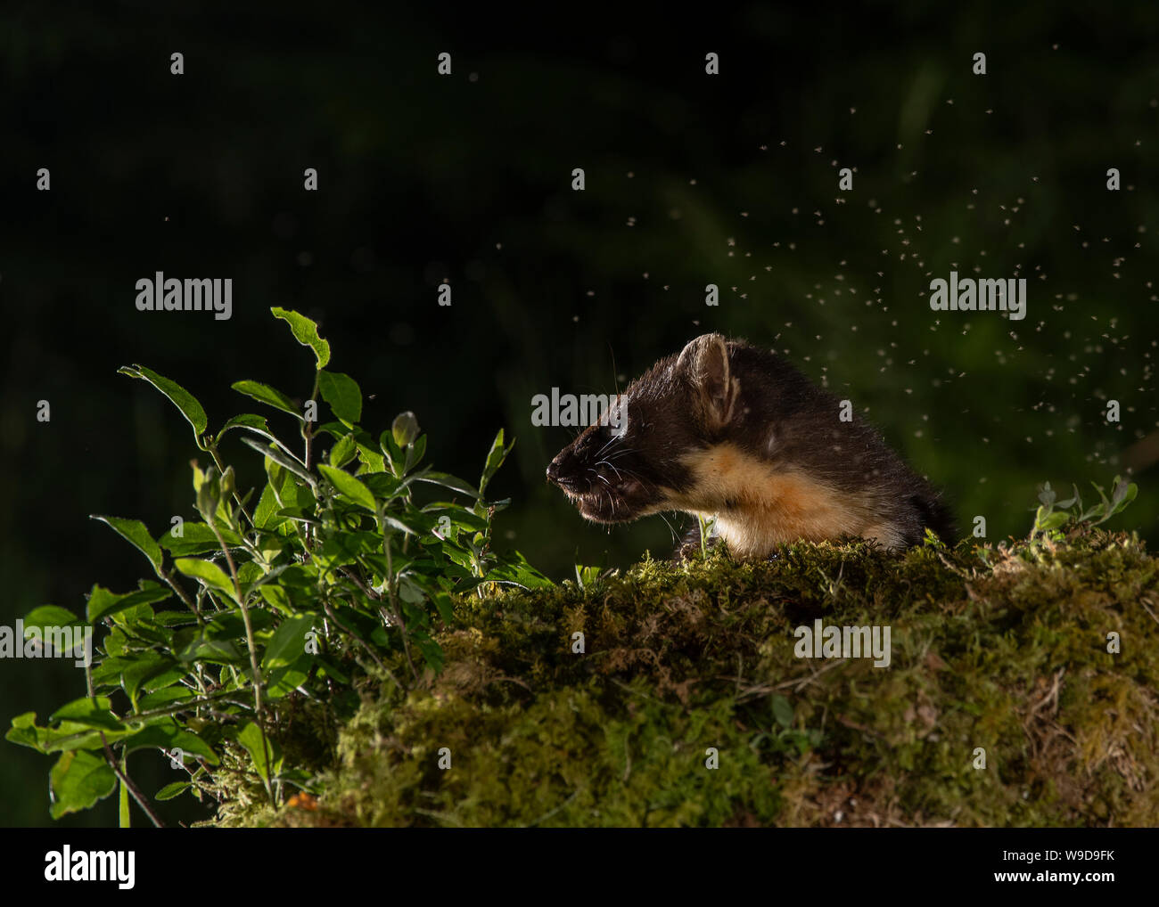 Adult pine marten, Morvern, Ardnamurchan, Scvottish Highlands Stock ...