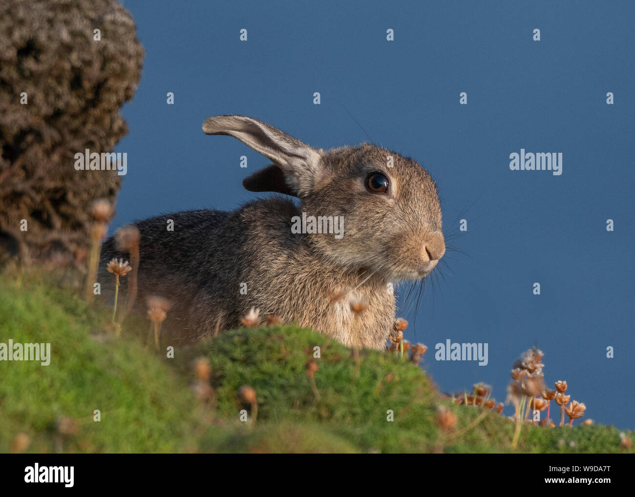 Rabbit, Sumburgh Head, Shetland Stock Photo - Alamy