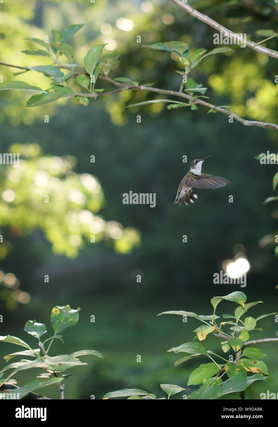 Watching tiny bird hi-res stock photography and images - Alamy