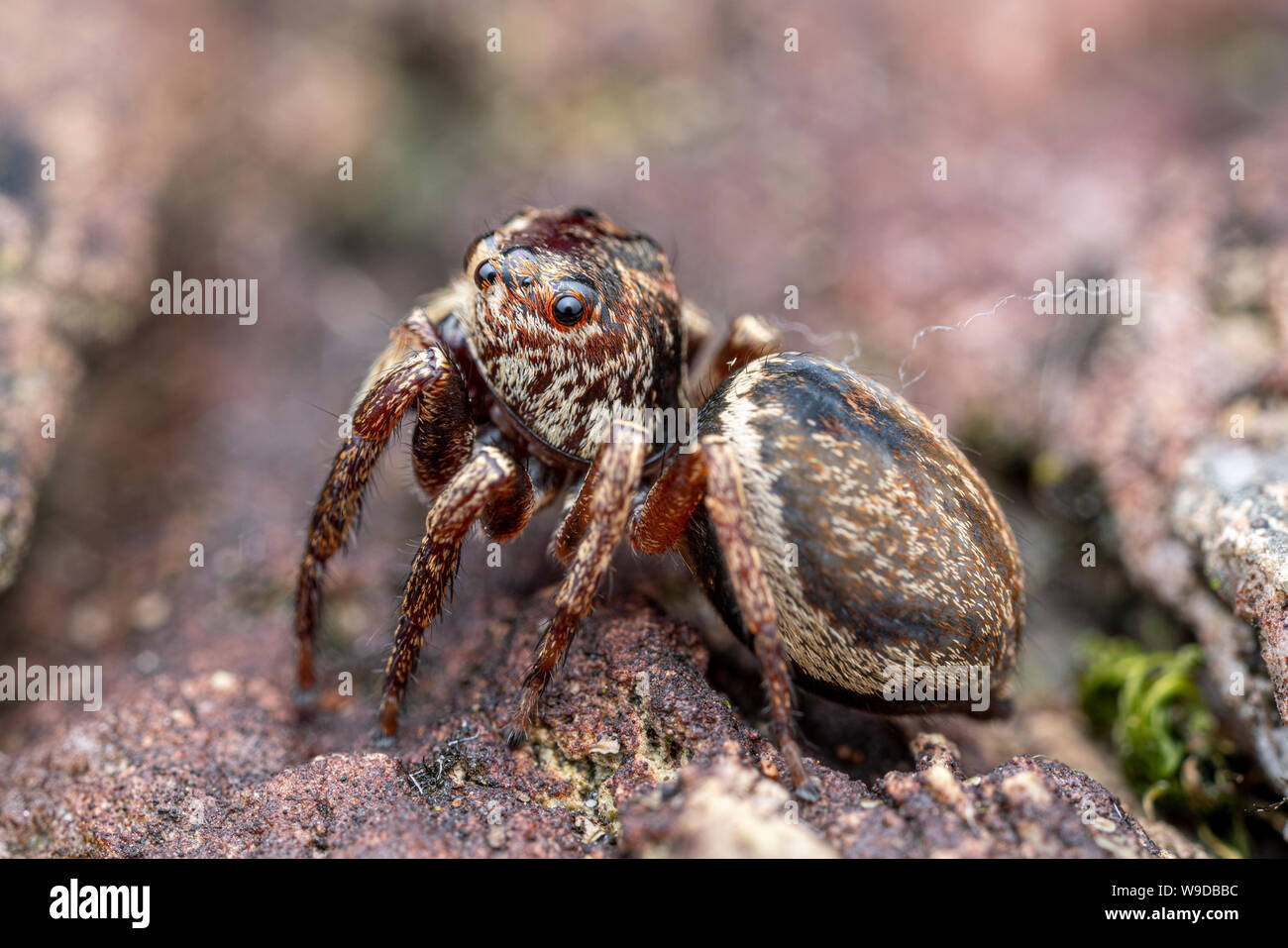 Female Wallace's euryattus, Euryattus wallacei, a brown jumping spider ...