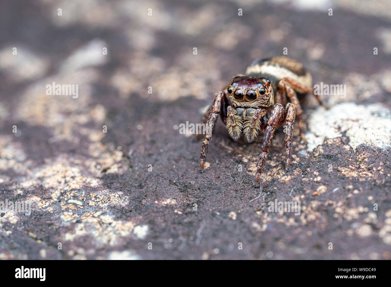 Female Wallace's euryattus, Euryattus wallacei, a brown jumping spider ...