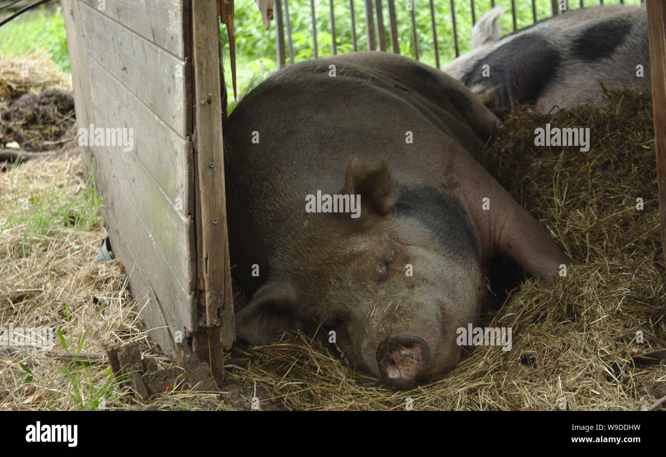 Sleeping Pigs High Resolution Stock Photography and Images - Alamy