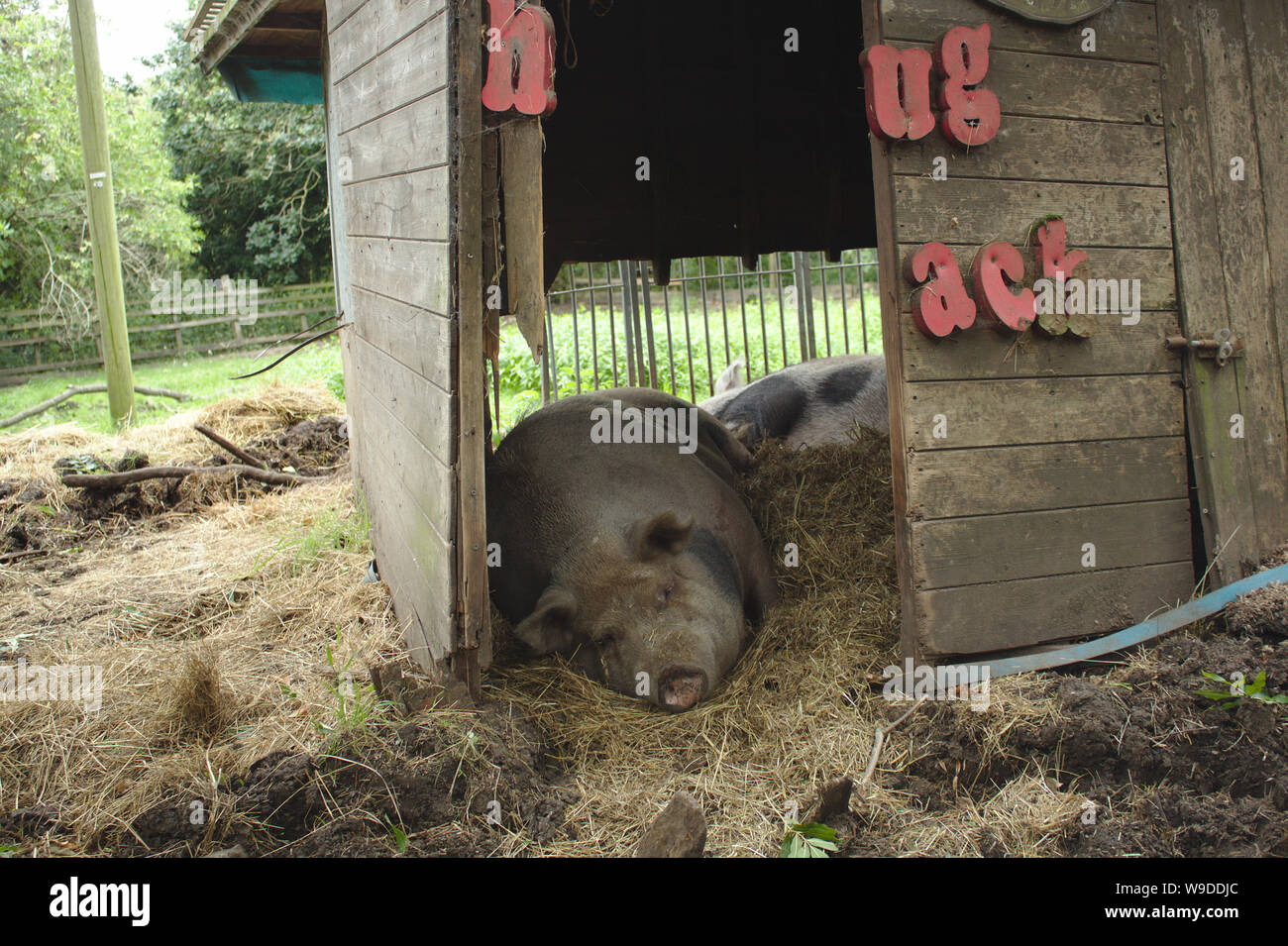 Danish bacon pig hi-res stock photography and images - Alamy