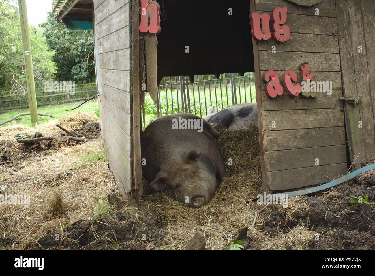 Danish duroc hi-res stock photography and images - Alamy