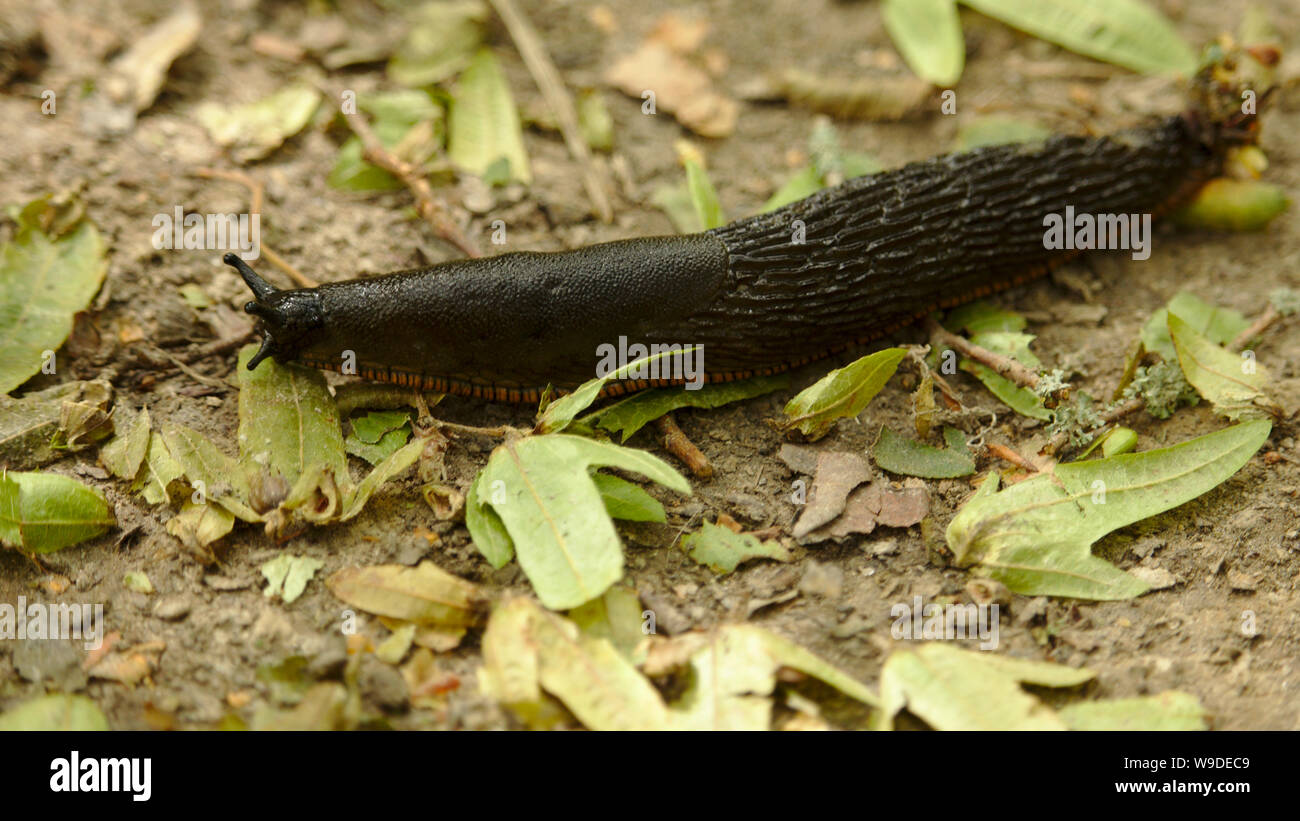 Many Legs Crawling High Resolution Stock Photography and Images - Alamy