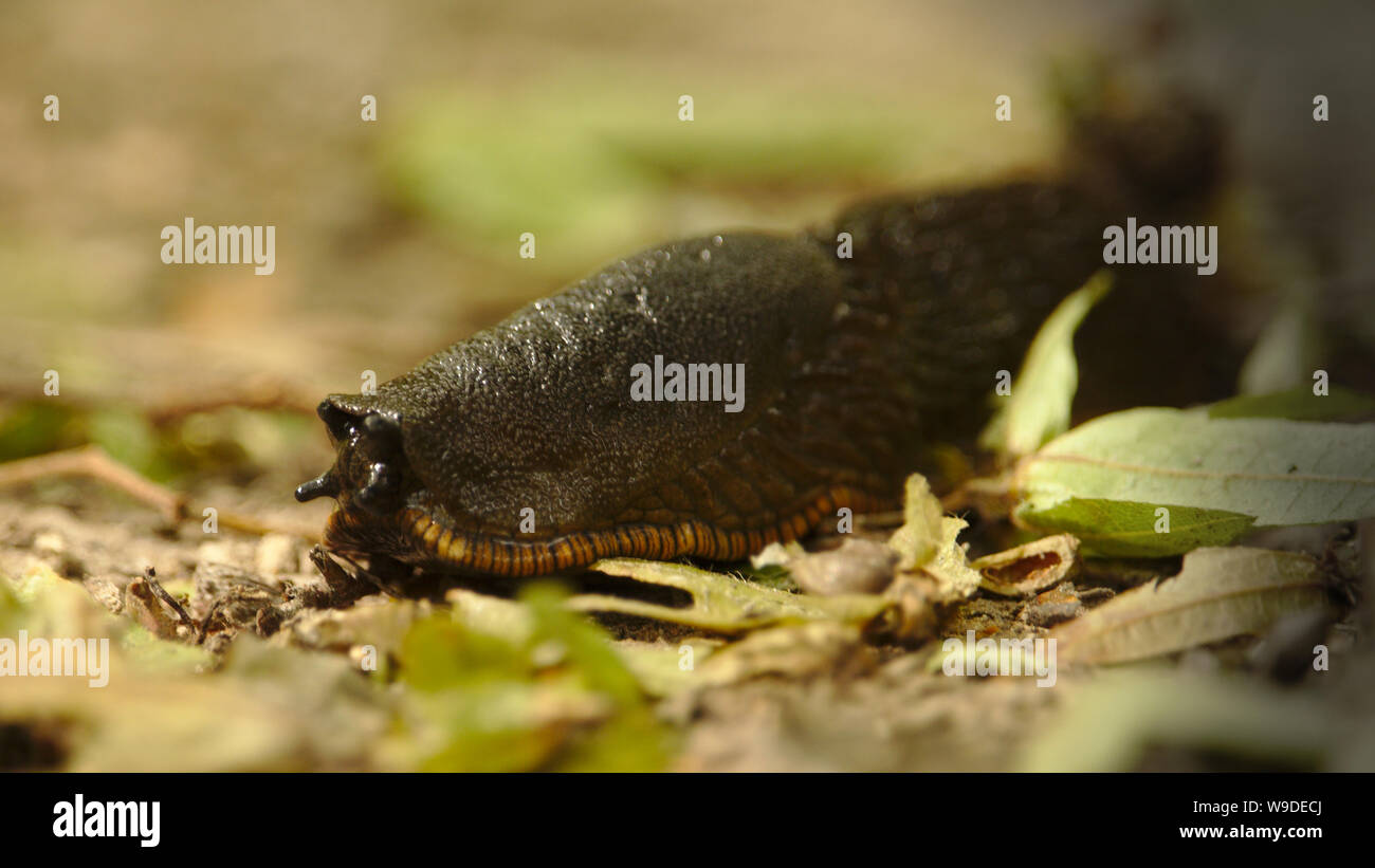 British Centipede High Resolution Stock Photography and Images - Alamy