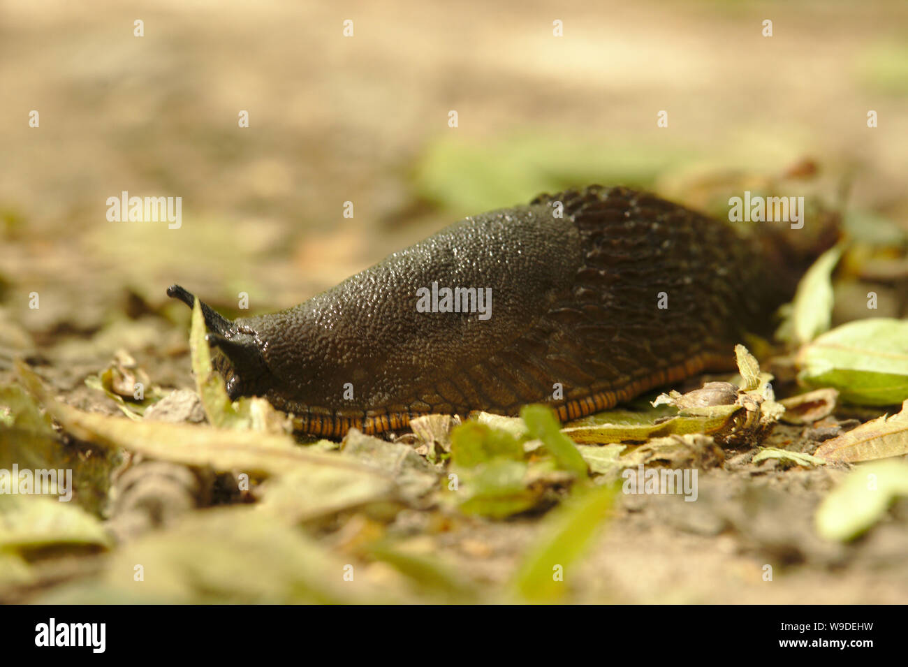 Many Legs Crawling High Resolution Stock Photography and Images - Alamy