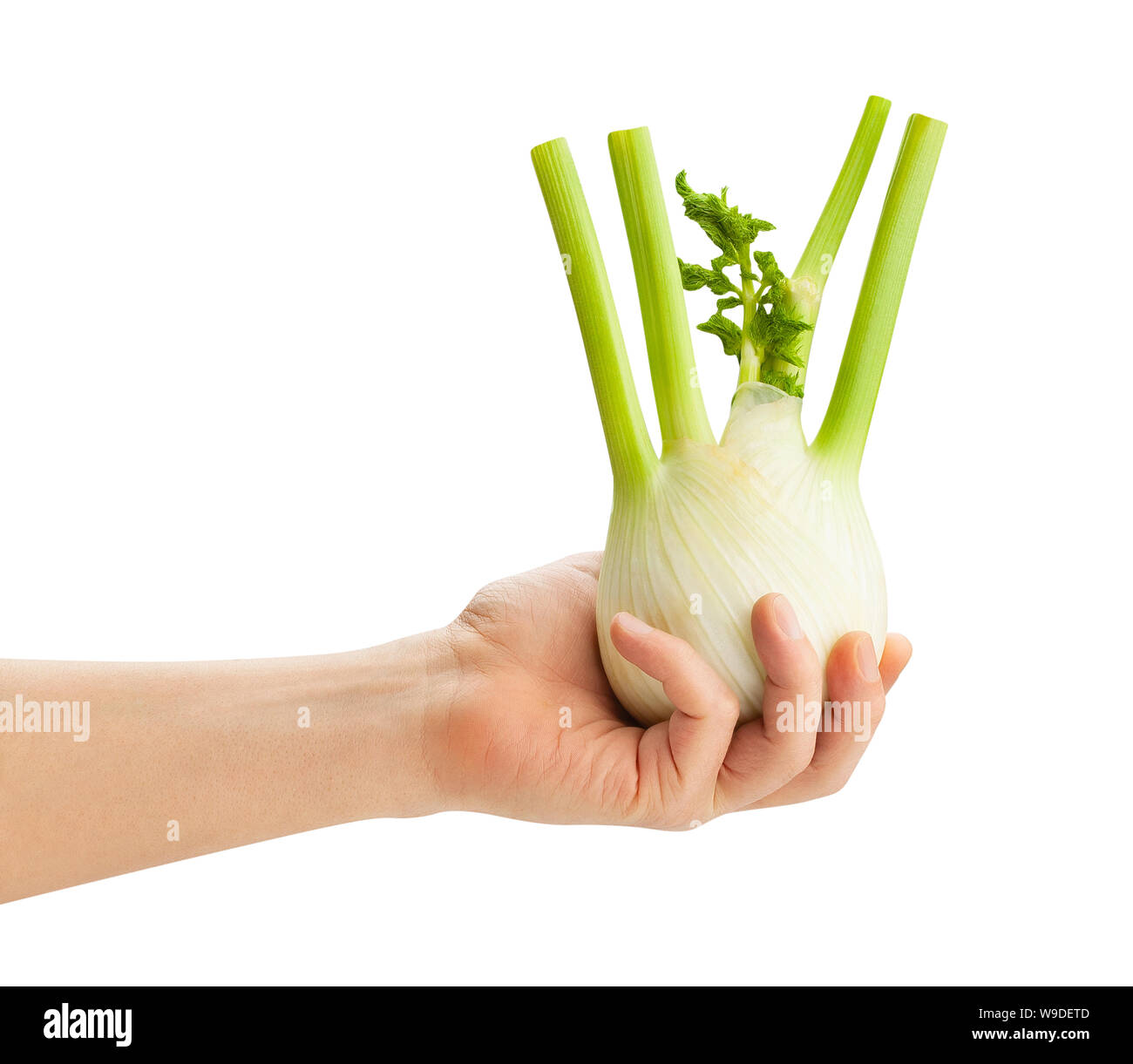 fennel in hand path isolated on white Stock Photo - Alamy