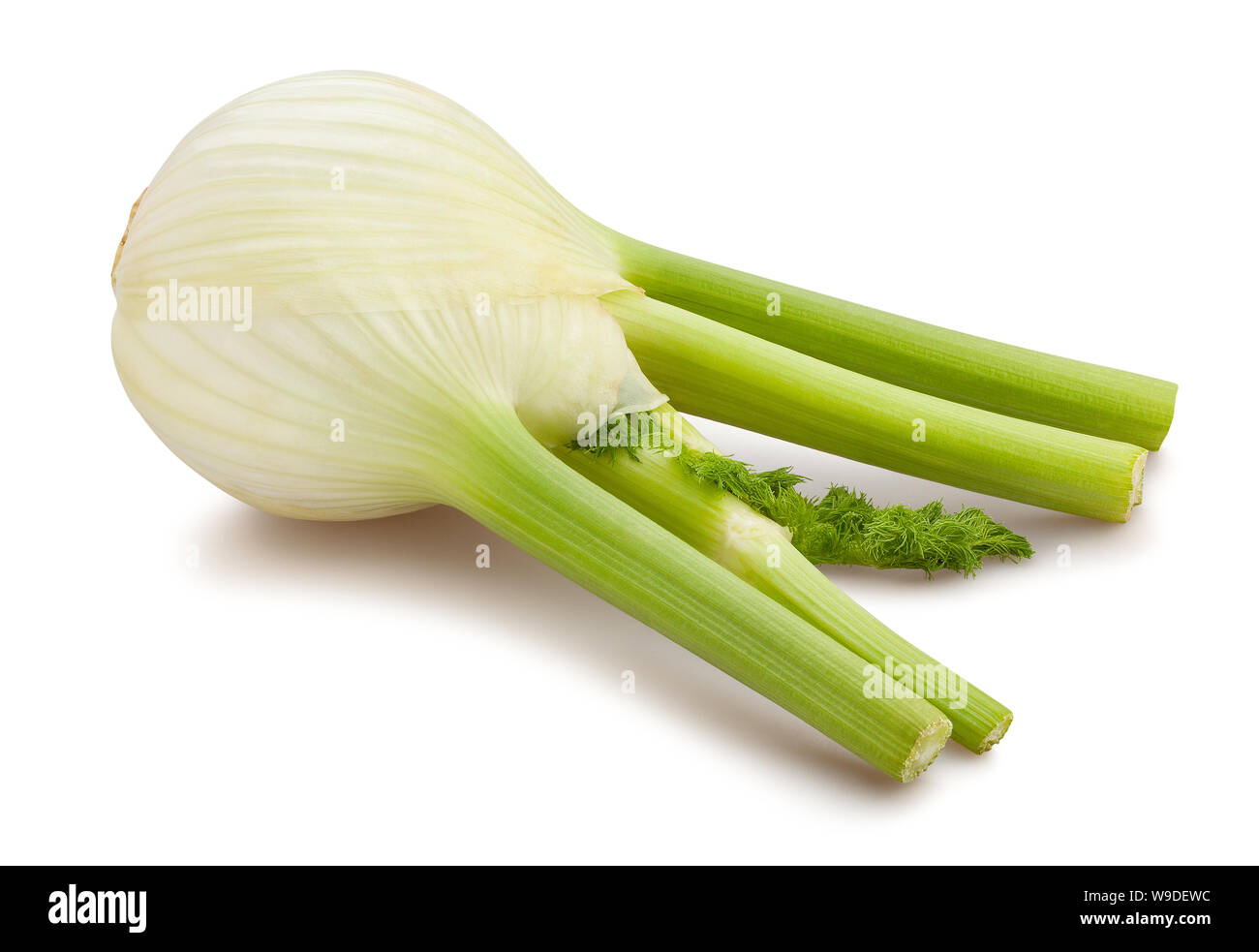 fennel path isolated on white Stock Photo - Alamy