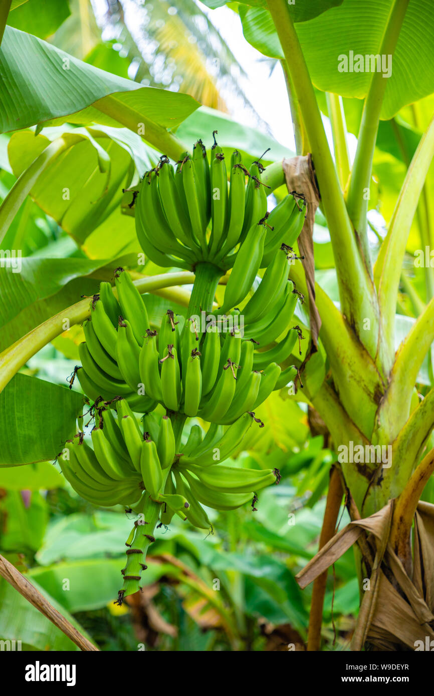 Small banana tree hi-res stock photography and images - Alamy