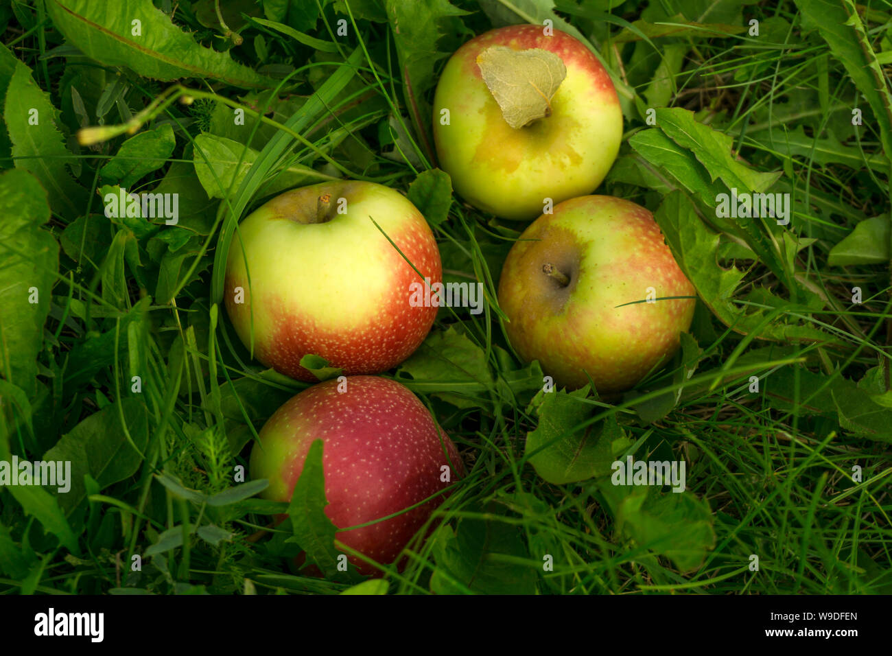 fallen ripe apples lie in the grass Stock Photo - Alamy