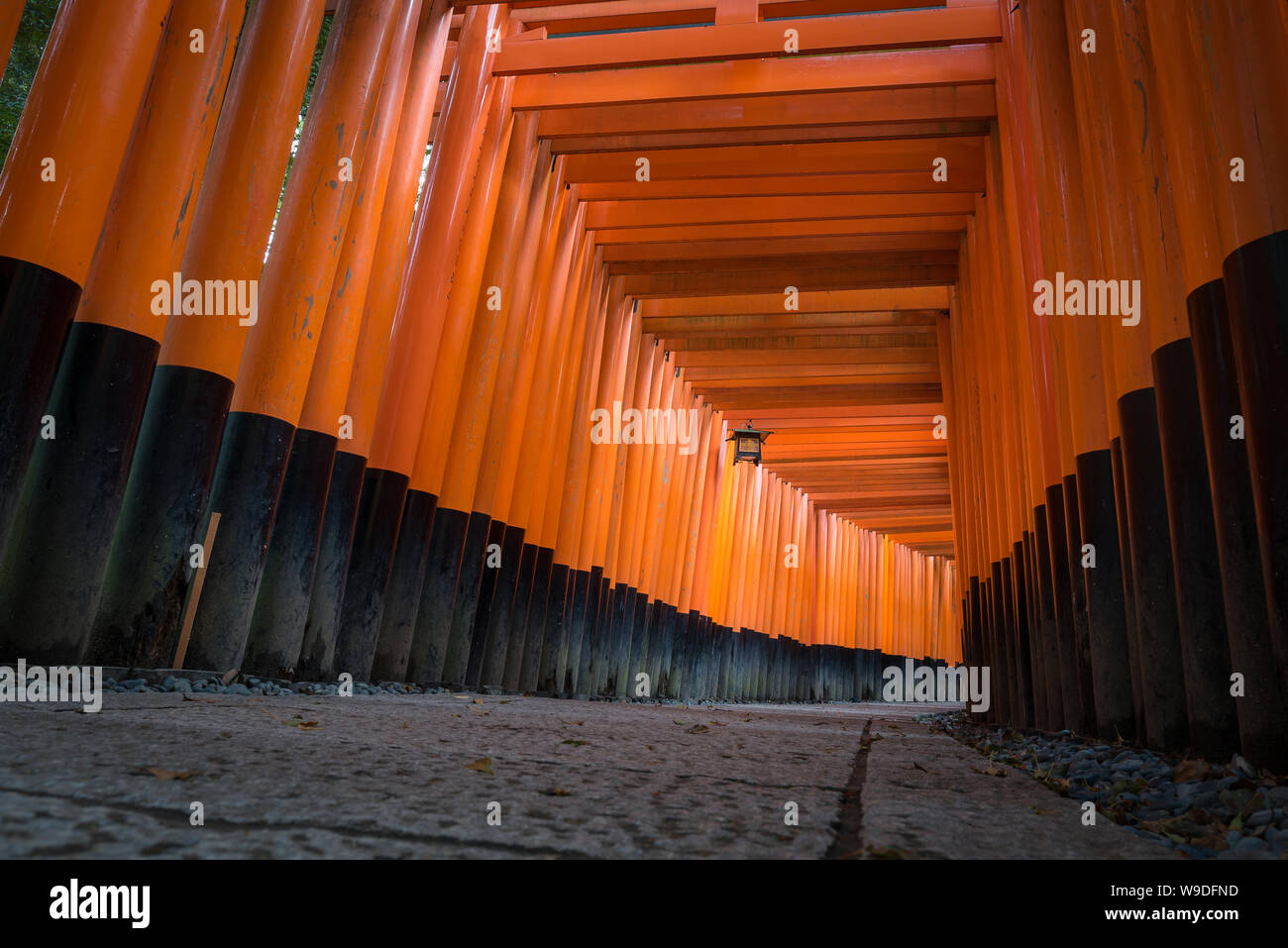 The red torii gates walkway path at fushimi inari taisha shrine the one ...