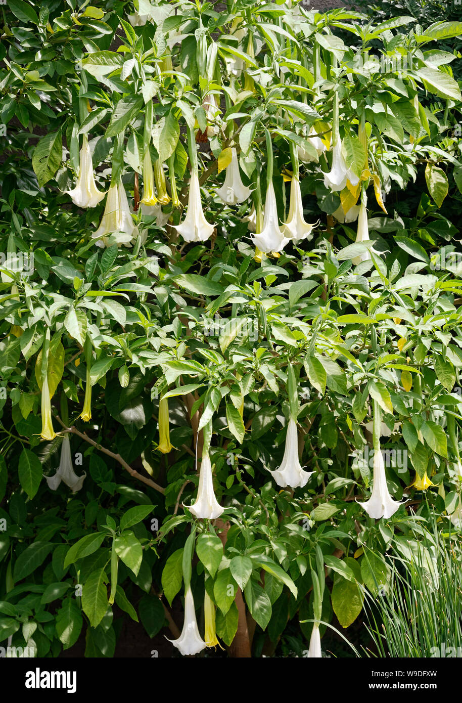Pendulous Flowers High Resolution Stock Photography and Images - Alamy
