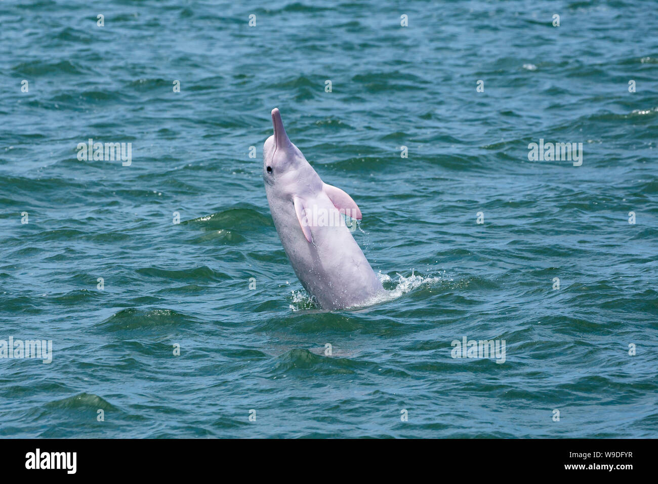 Indo-Pacific Humpback Dolphin / Chinese White Dolphin / Pink Dolphin ...