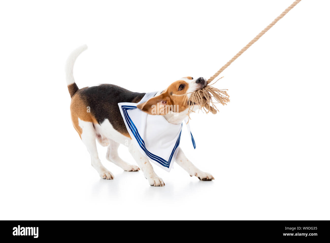 Biting rope hi-res stock photography and images - Alamy