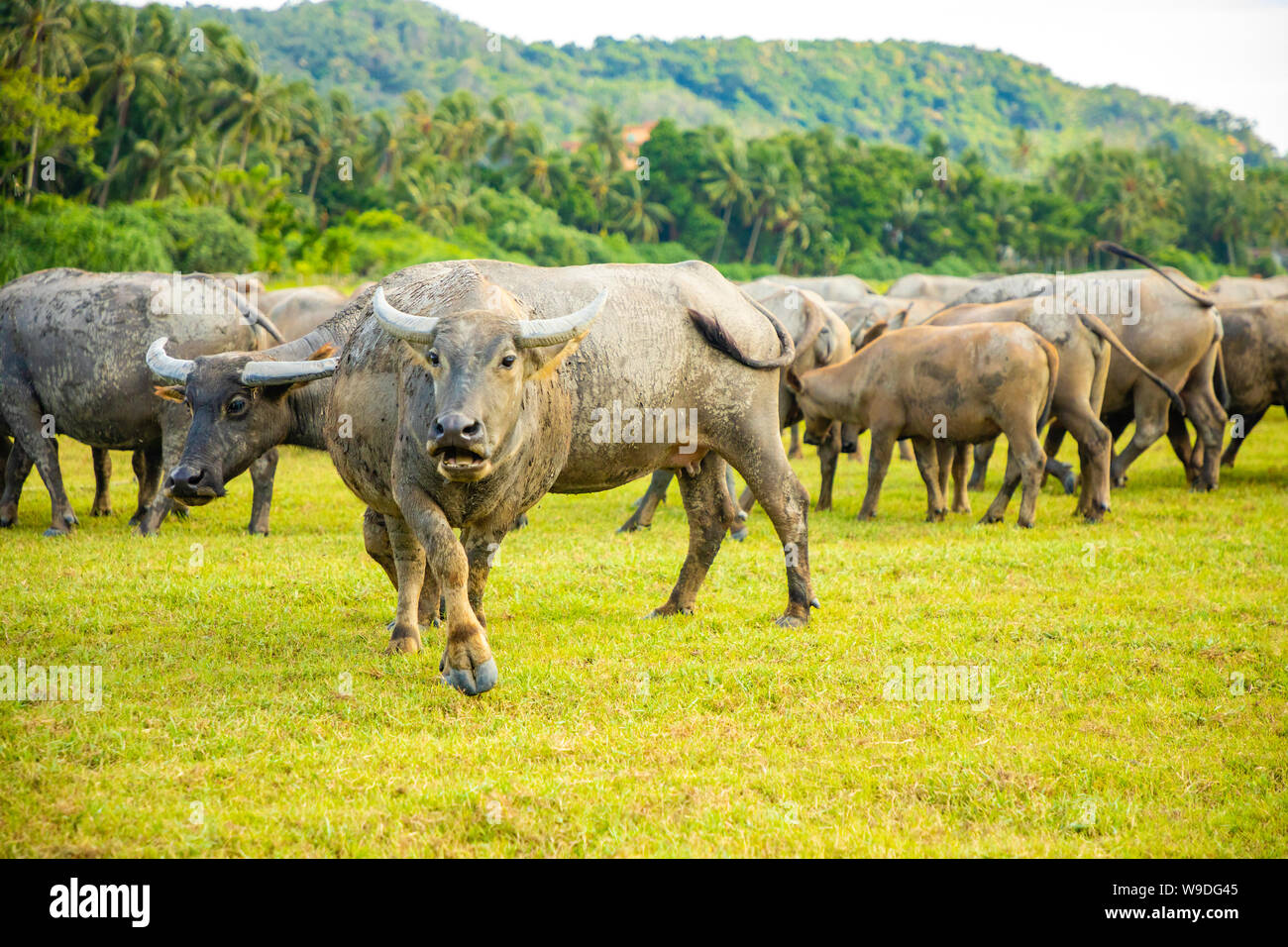 Asian man feeding farm animals hi-res stock photography and images - Alamy