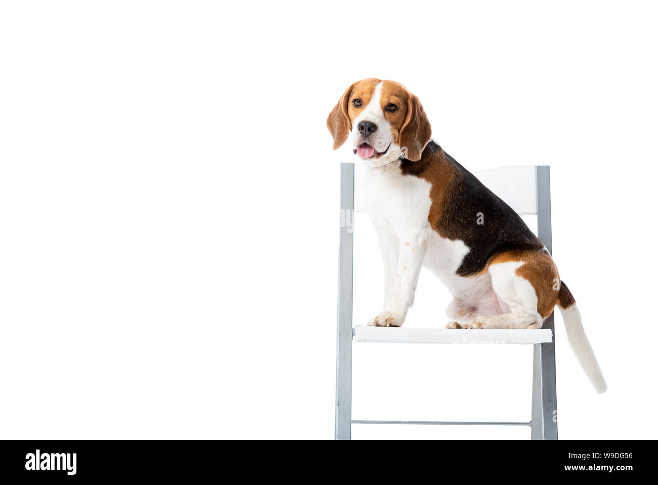 cute beagle dog sitting on chair and looking at camera isolated on ...