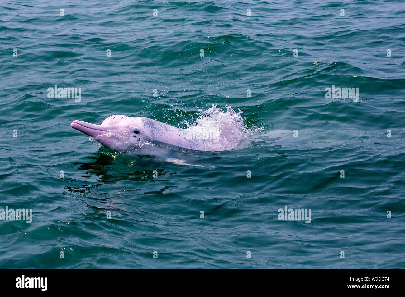 Yangtze River Dolphin Pink
