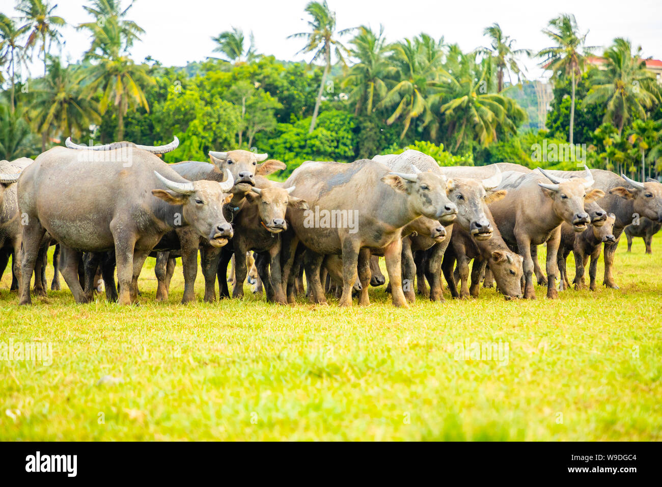 Hainan animal hi-res stock photography and images - Alamy