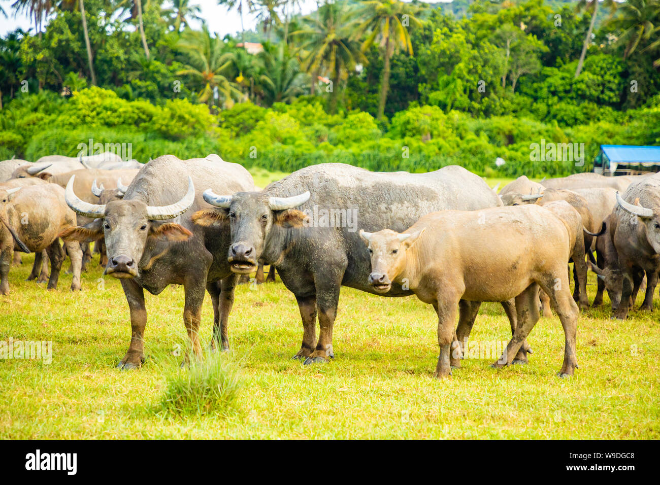 Hainan animal hi-res stock photography and images - Alamy