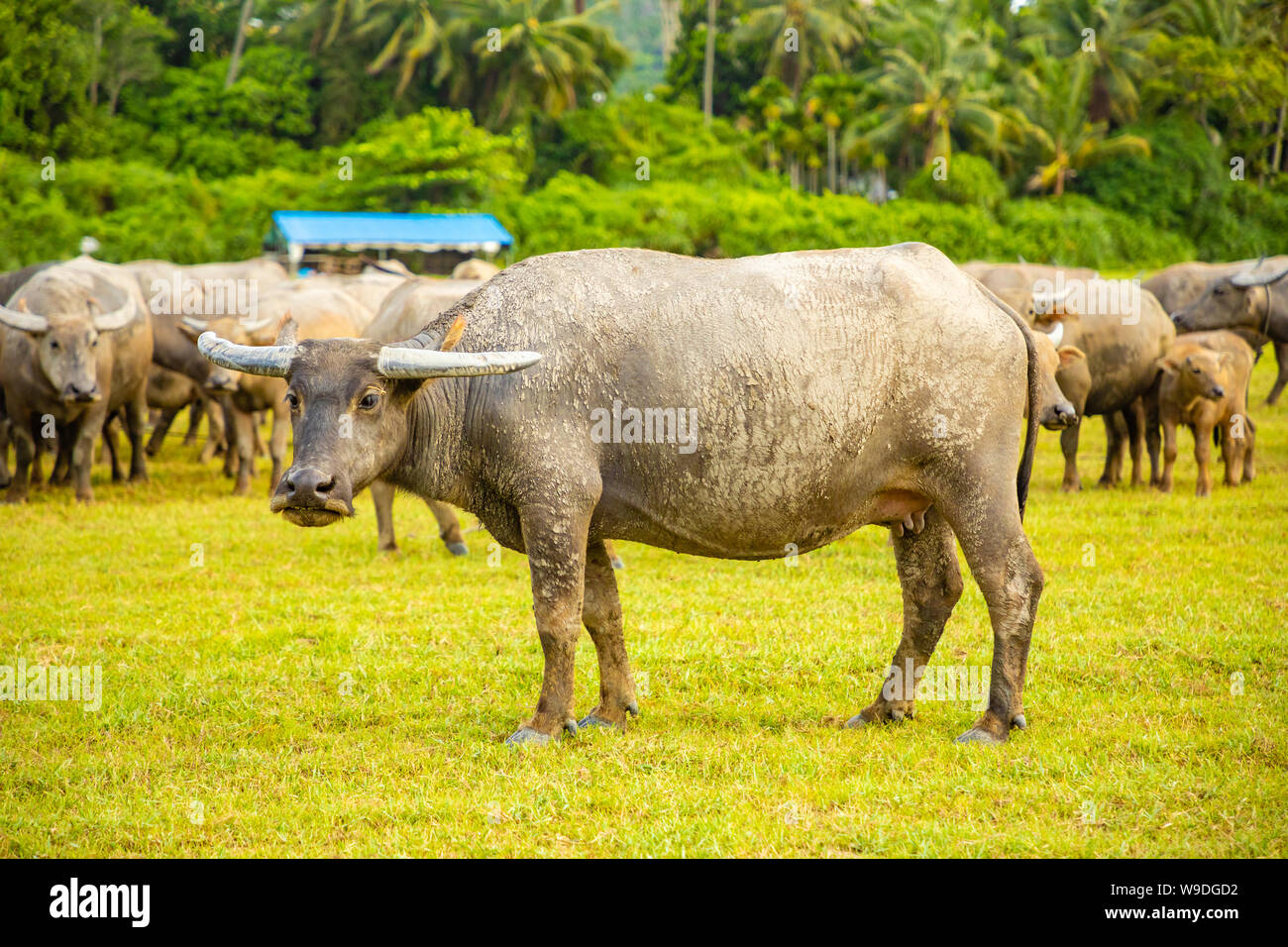 Asian man feeding farm animals hi-res stock photography and images - Alamy