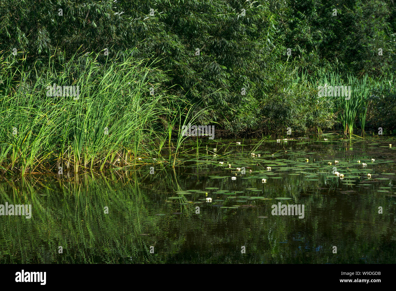site of overgrown standing pond with reeds and water lilies Stock Photo ...