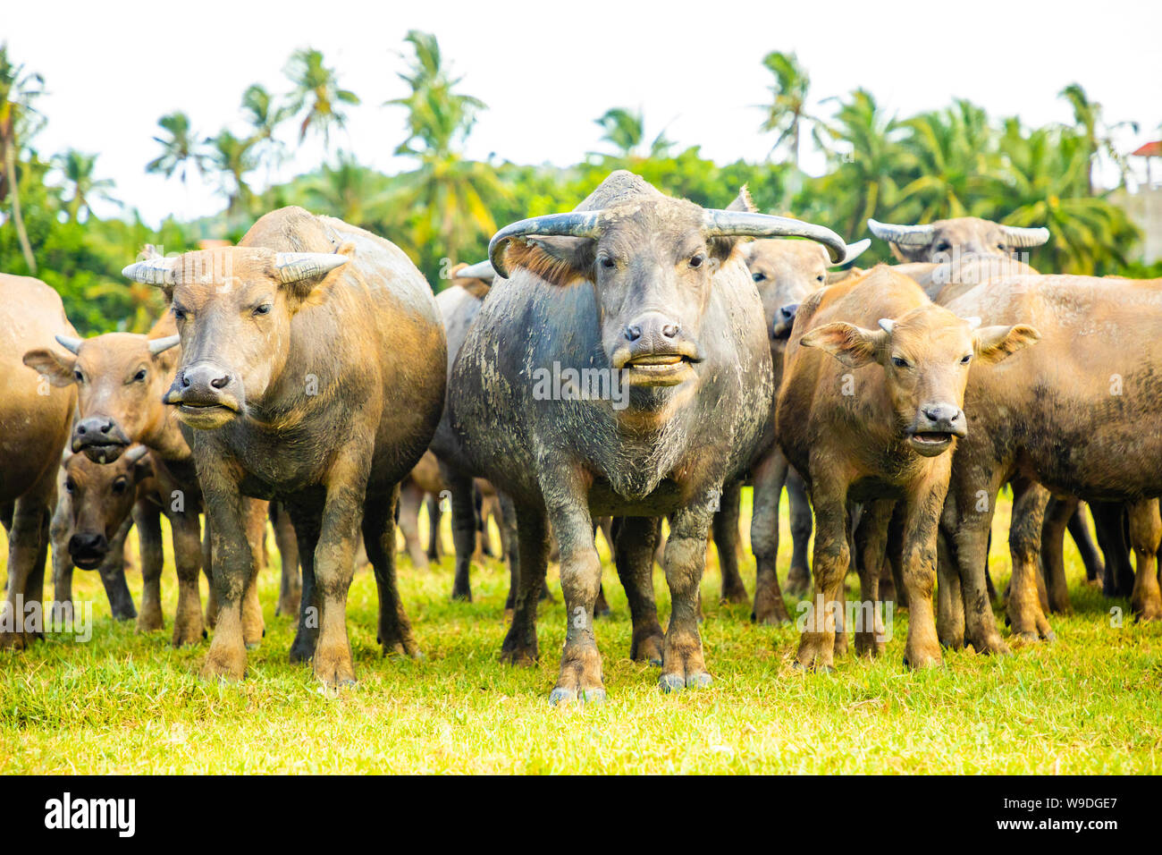 Asian man feeding farm animals hi-res stock photography and images - Alamy