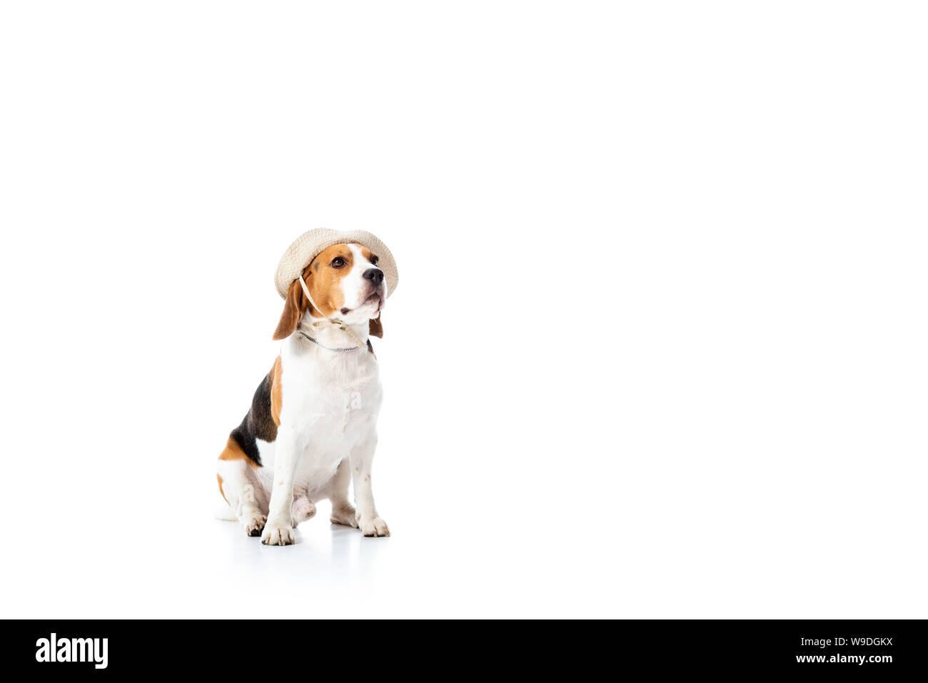 cute beagle dog in explorer hat sitting on white Stock Photo - Alamy