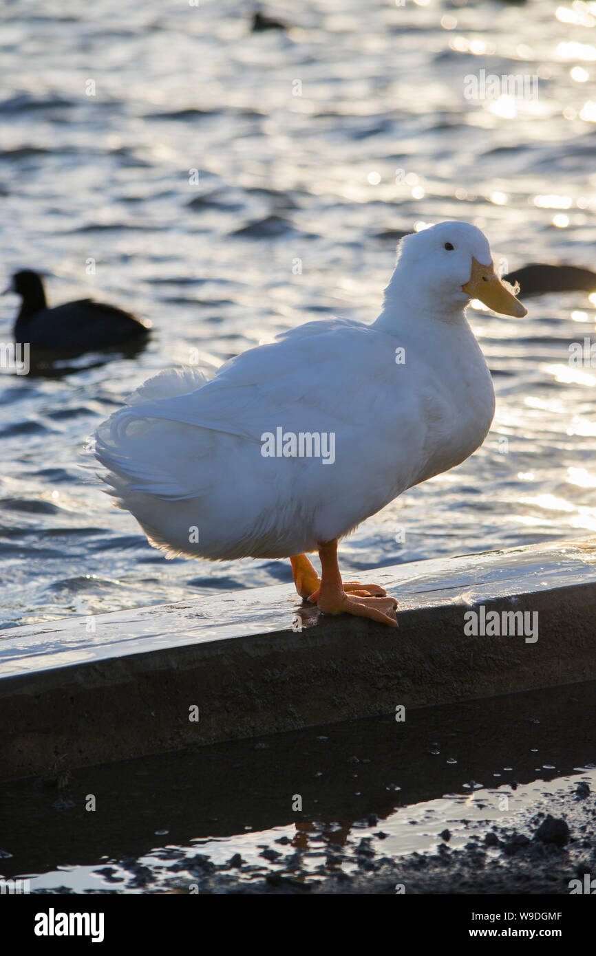 Duck in dam water hi-res stock photography and images - Alamy