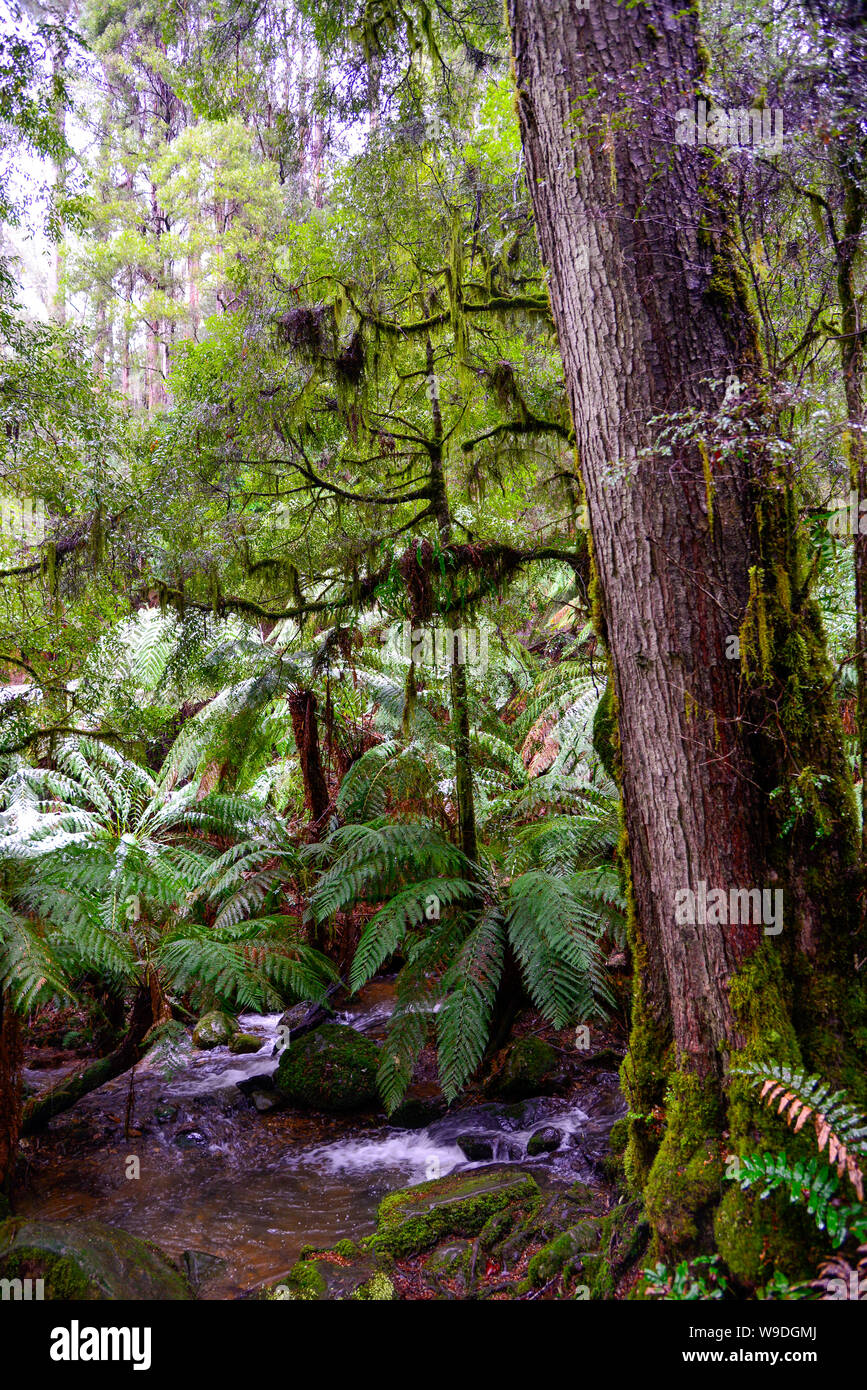 Stream in forest with ferns, trees, rocks with moss - Rainforest ...