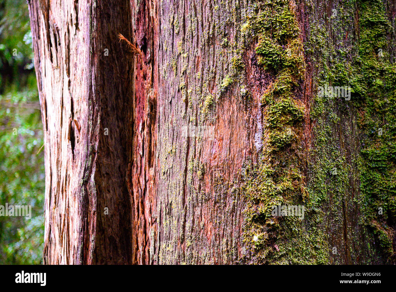 Large tree with moss growing and sap leaking - Rainforest Gallery, Mt ...