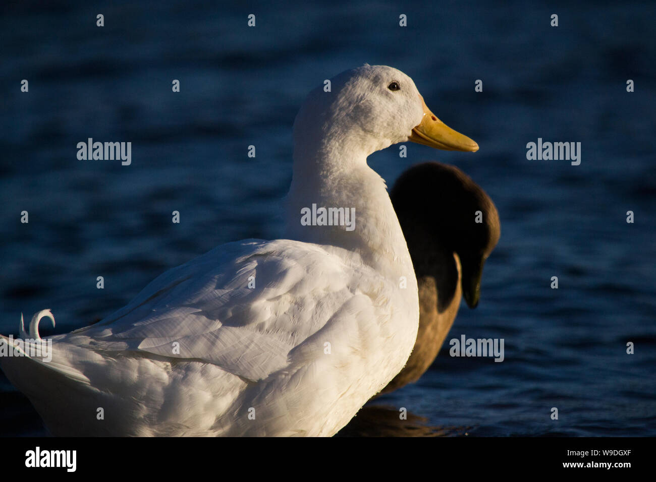 Duck in dam water hi-res stock photography and images - Alamy