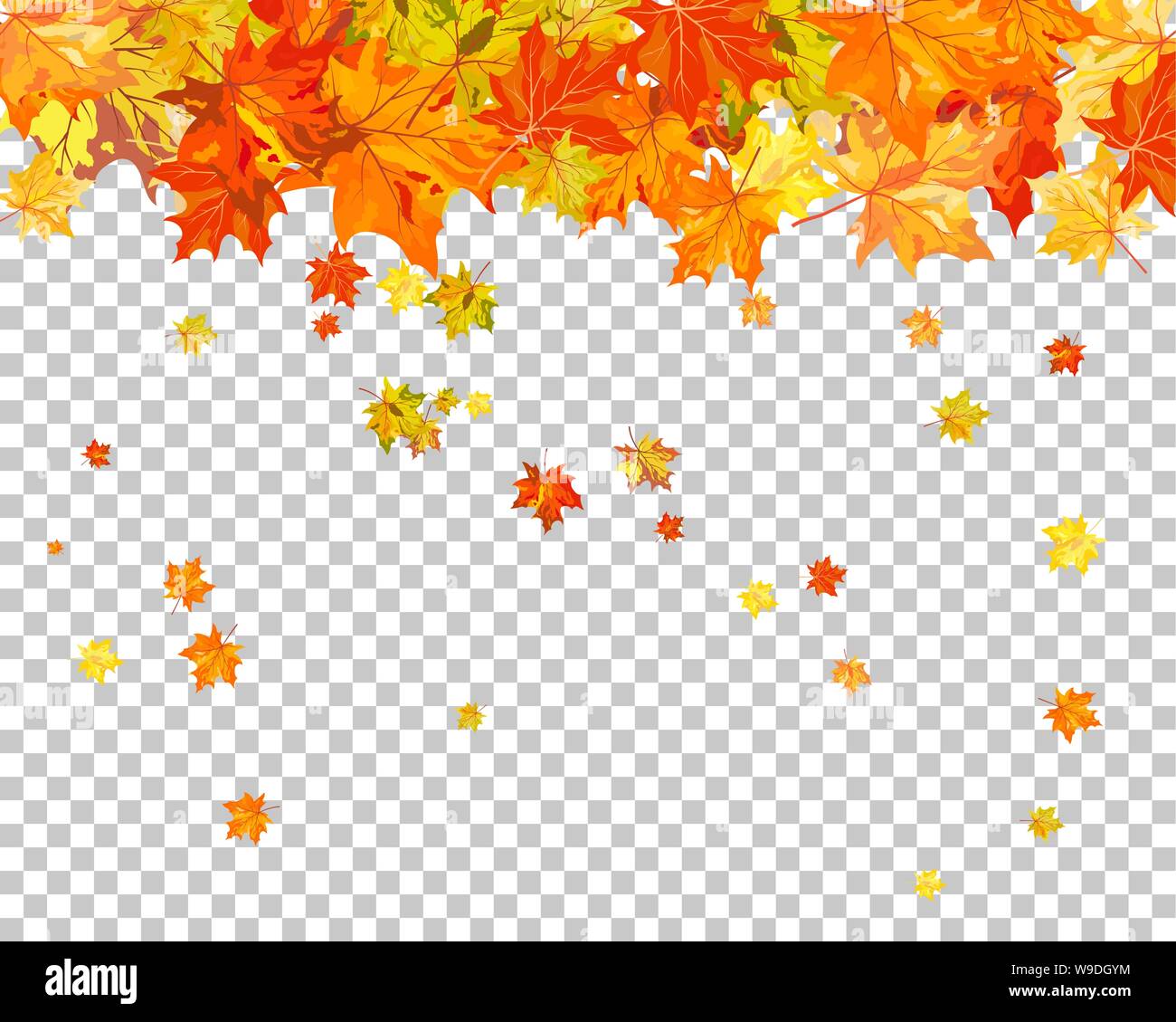 Fall (Autumn) Maple Background. Transparency Grid Design. Vector ...