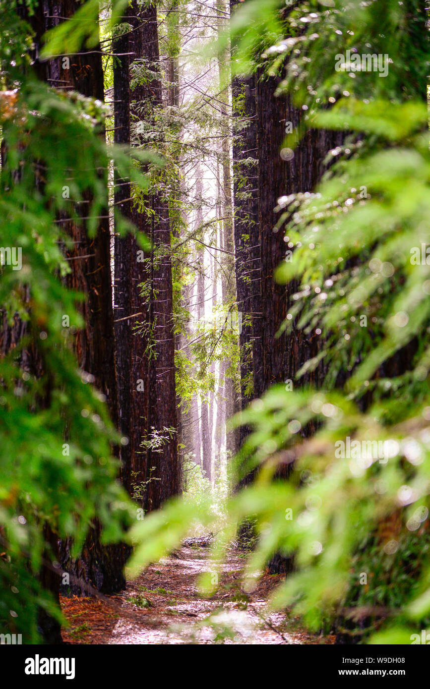 Person plants redwood hi-res stock photography and images - Alamy